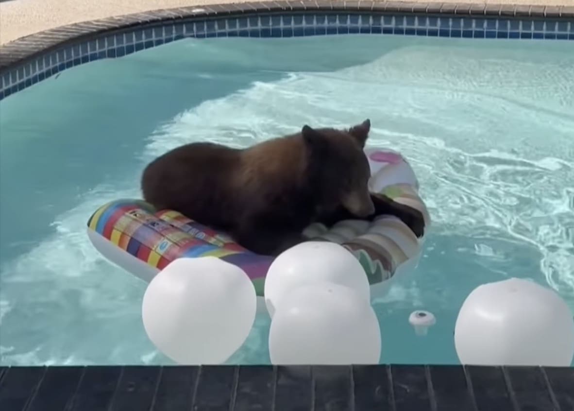 Black Bear Enjoys Cupcake-Shaped Floaty In California Pool