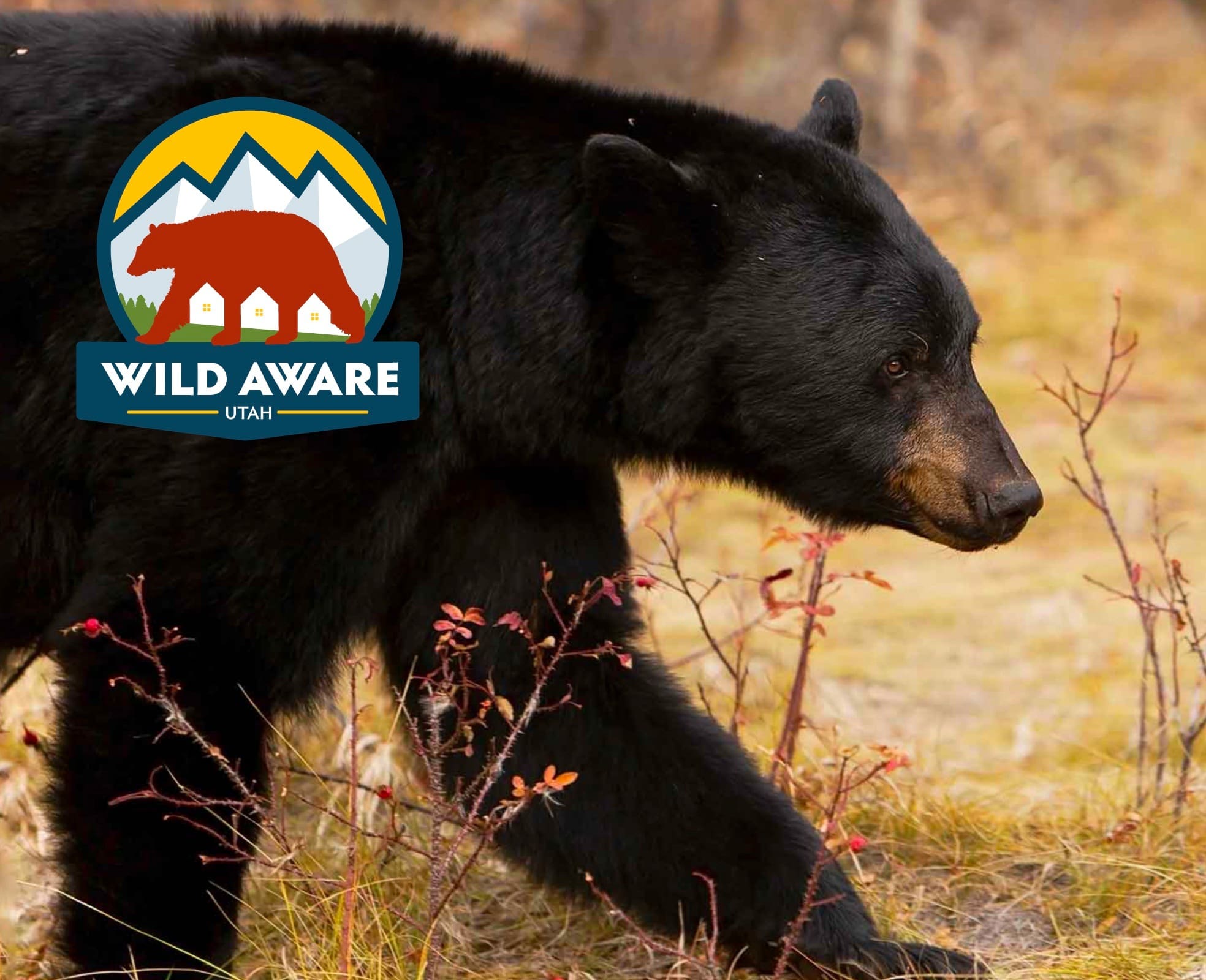 Bear Euthanized Following Biting Of Trail Runner In Big Cottonwood ...