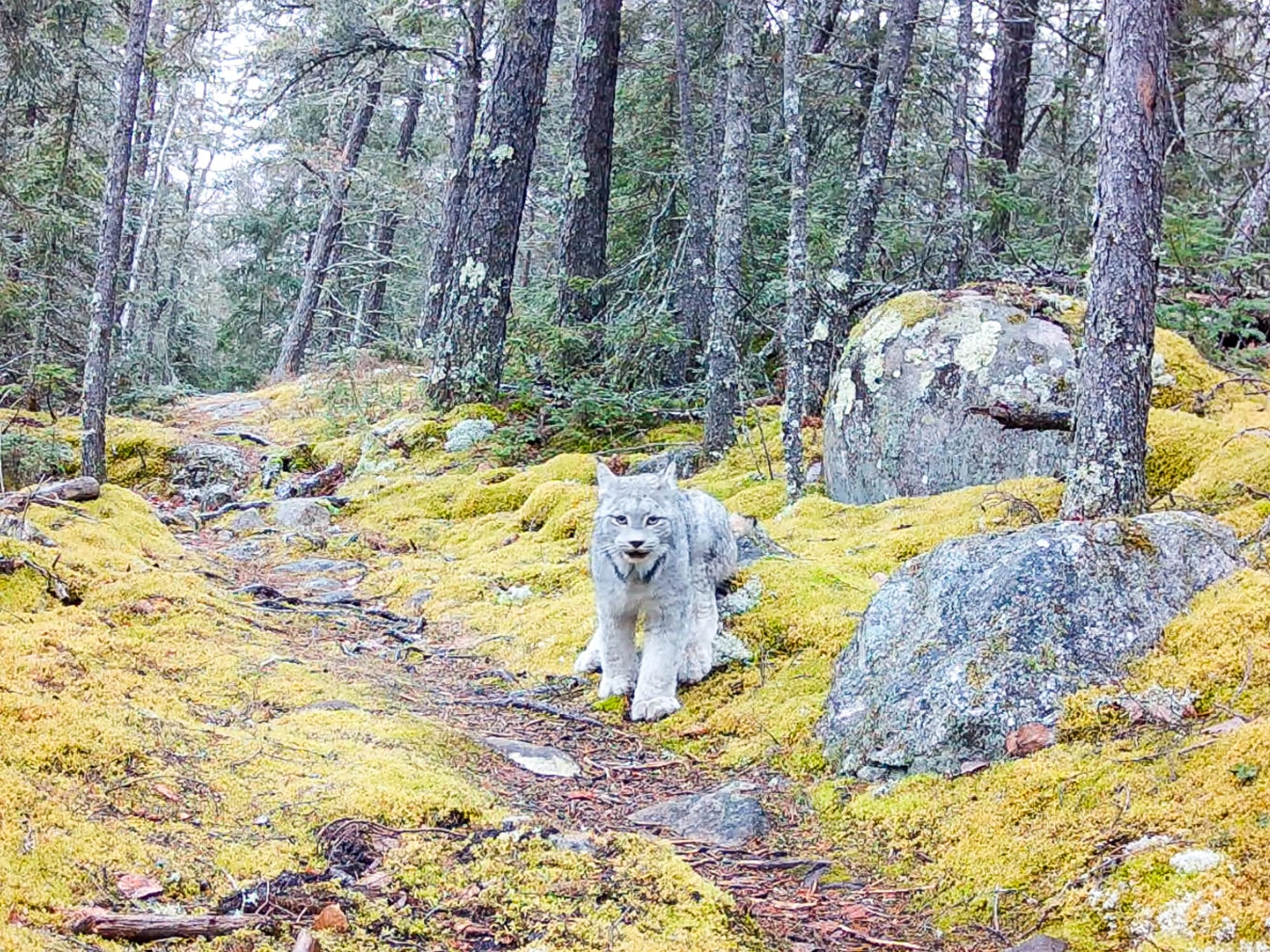 Canadian Lynx Strikes Haunting Pose In Remarkable Video - Unofficial ...