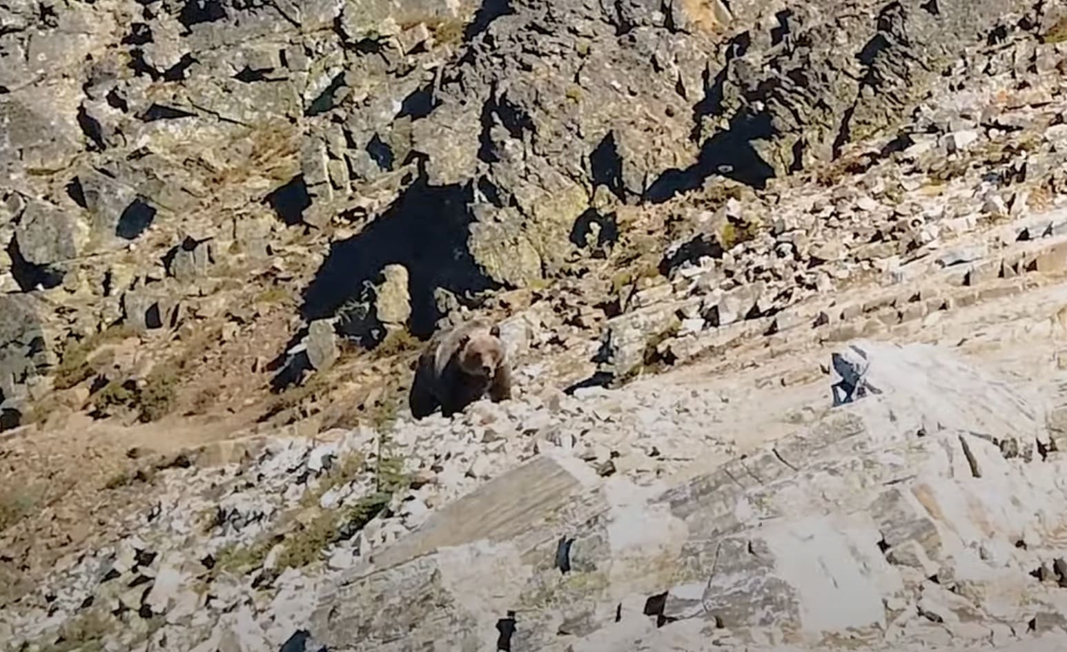 Hikers Encounter Grizzly Bear High In The Alpine @ Glacier National ...