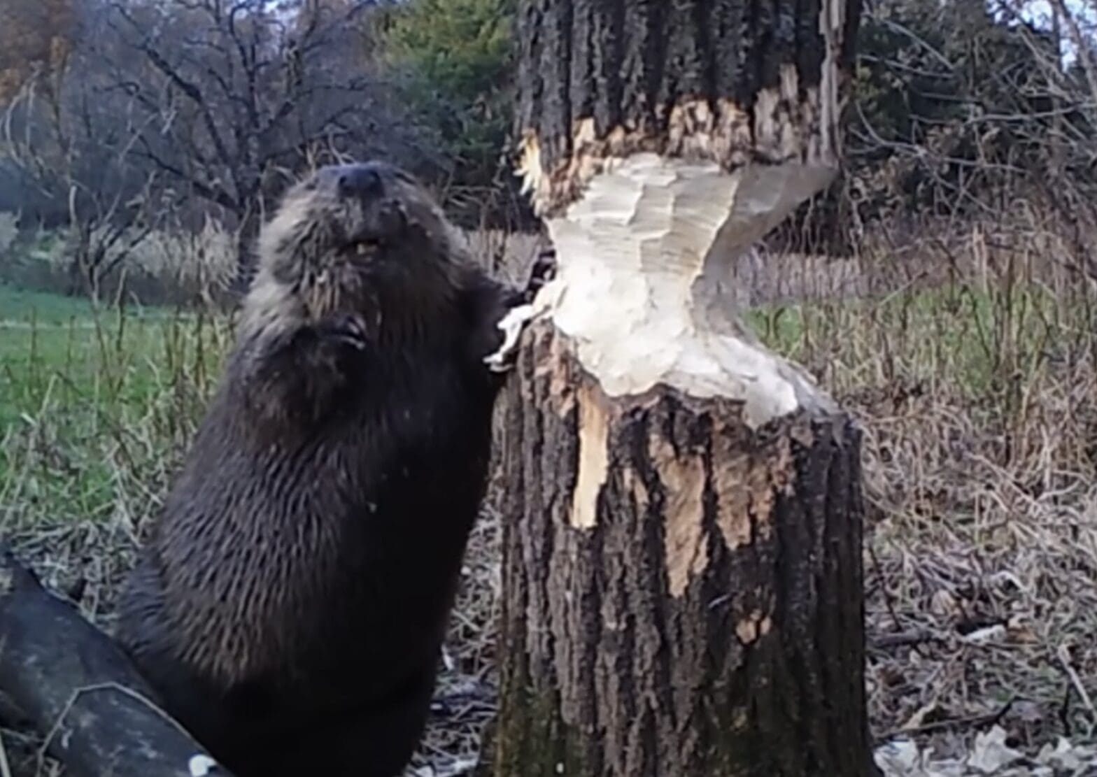 Beavers Pause While Gnawing Through Trees To Listen For Telltale Cracks ...