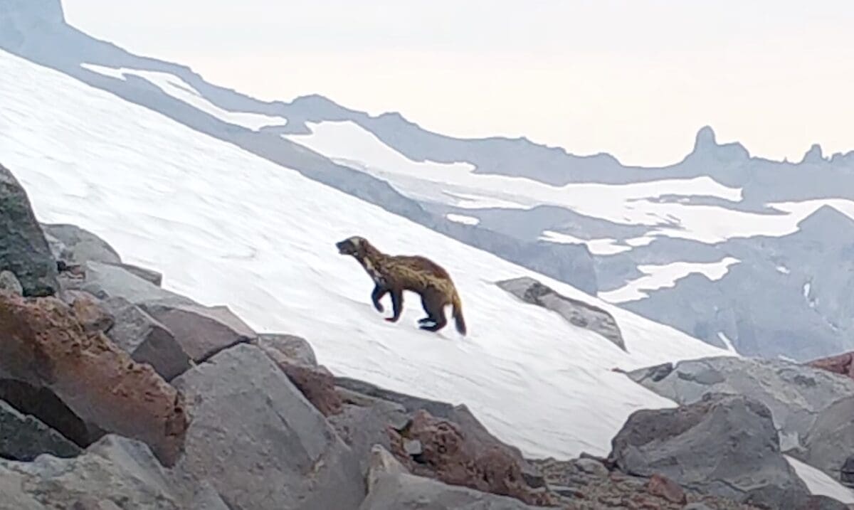 Rare Wolverine Sighting @ Mount Rainer National Park - Unofficial Networks