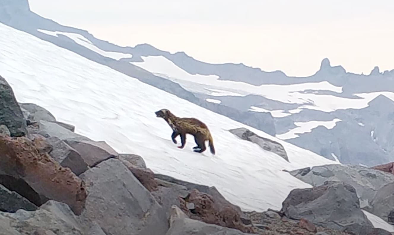 Rare Wolverine Sighting @ Mount Rainer National Park - Unofficial Networks