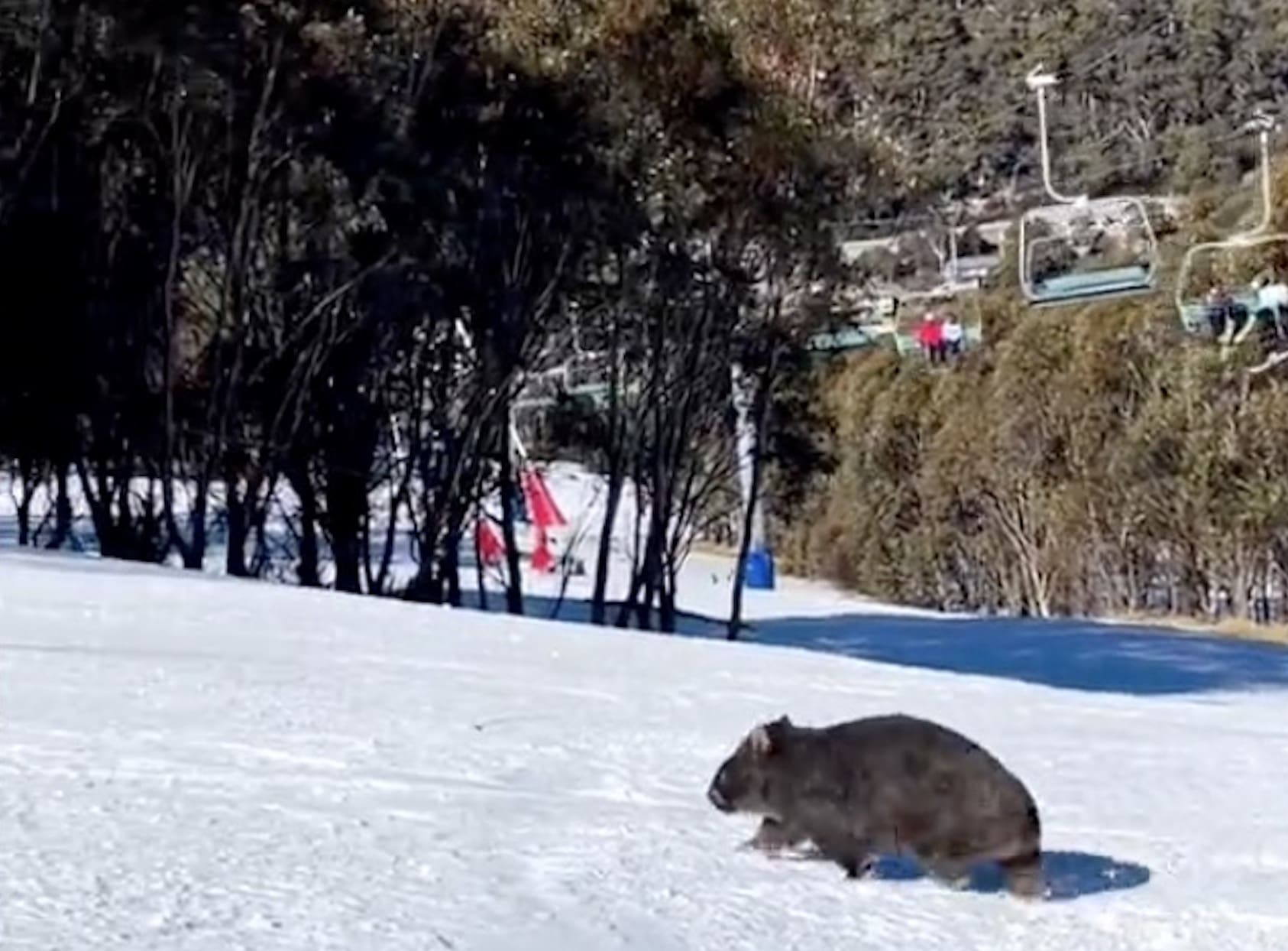 Wombat Wanders Across The Slopes Of An Australian Ski Resort ...