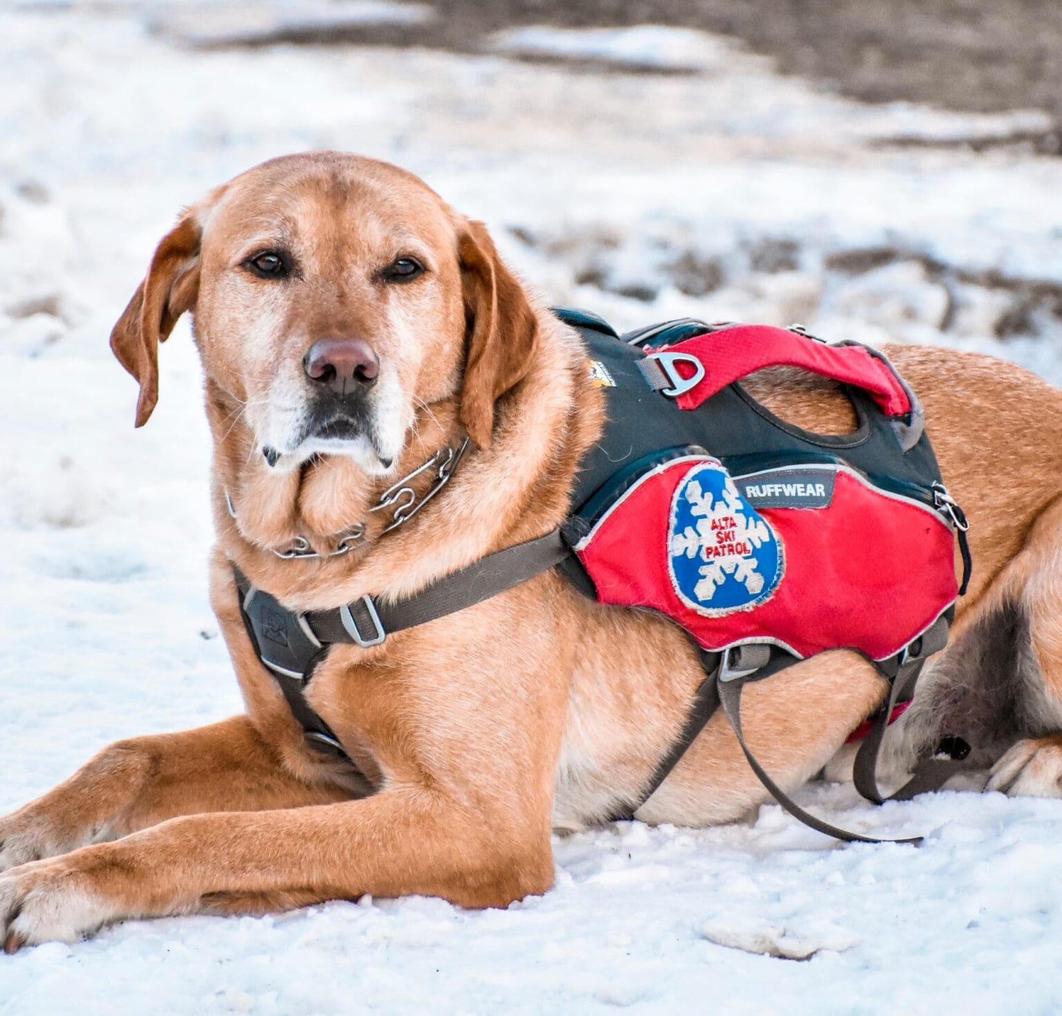 How Avalanche Rescue Dogs Get Officially Certified - Unofficial Networks