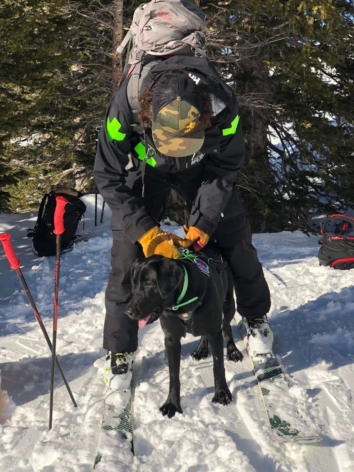 How Avalanche Rescue Dogs Get Officially Certified - Unofficial Networks