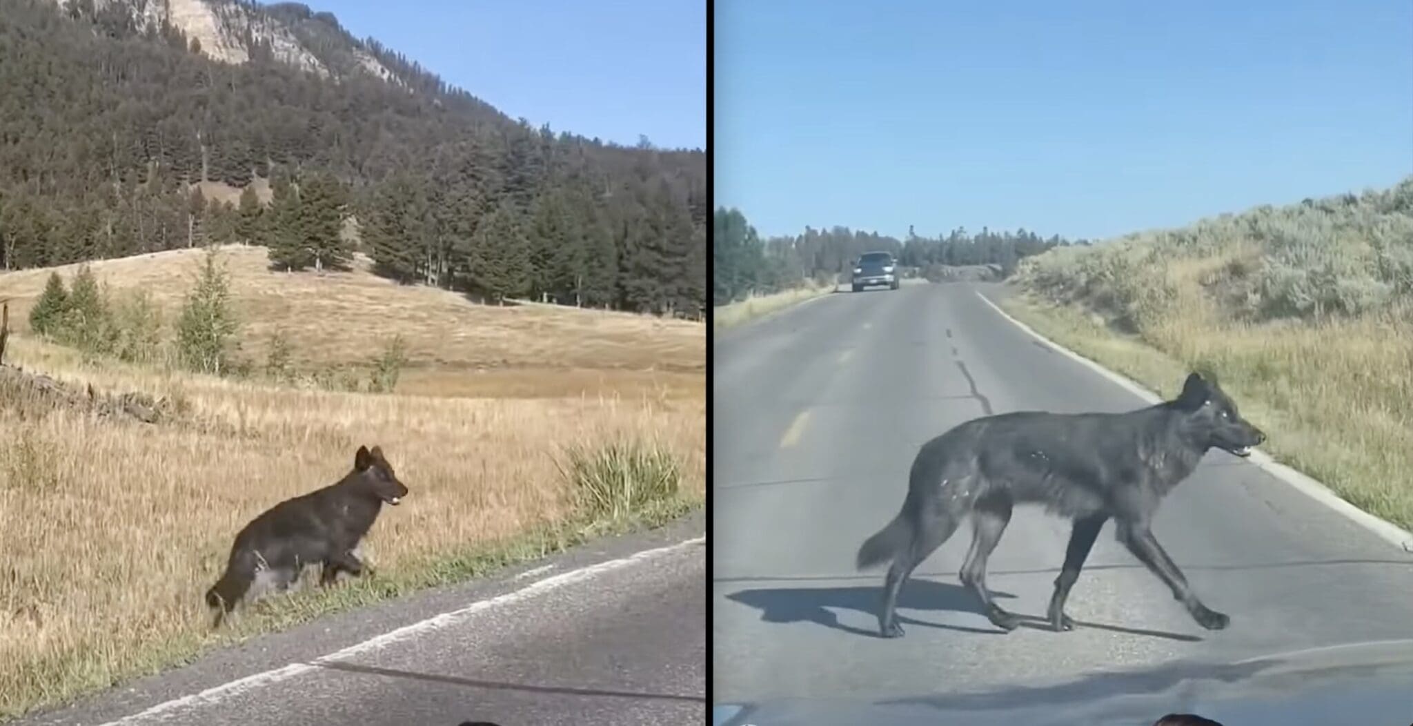Massive Wolf Spotted Crossing Road @ Yellowstone National Park ...