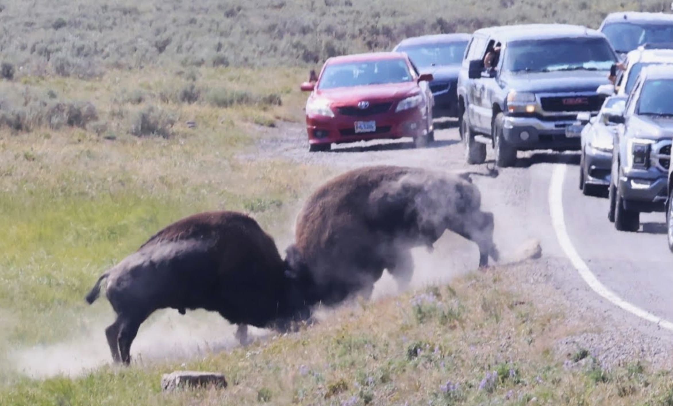 Bison Engage In Roadside Battle @ Yellowstone National Park ...