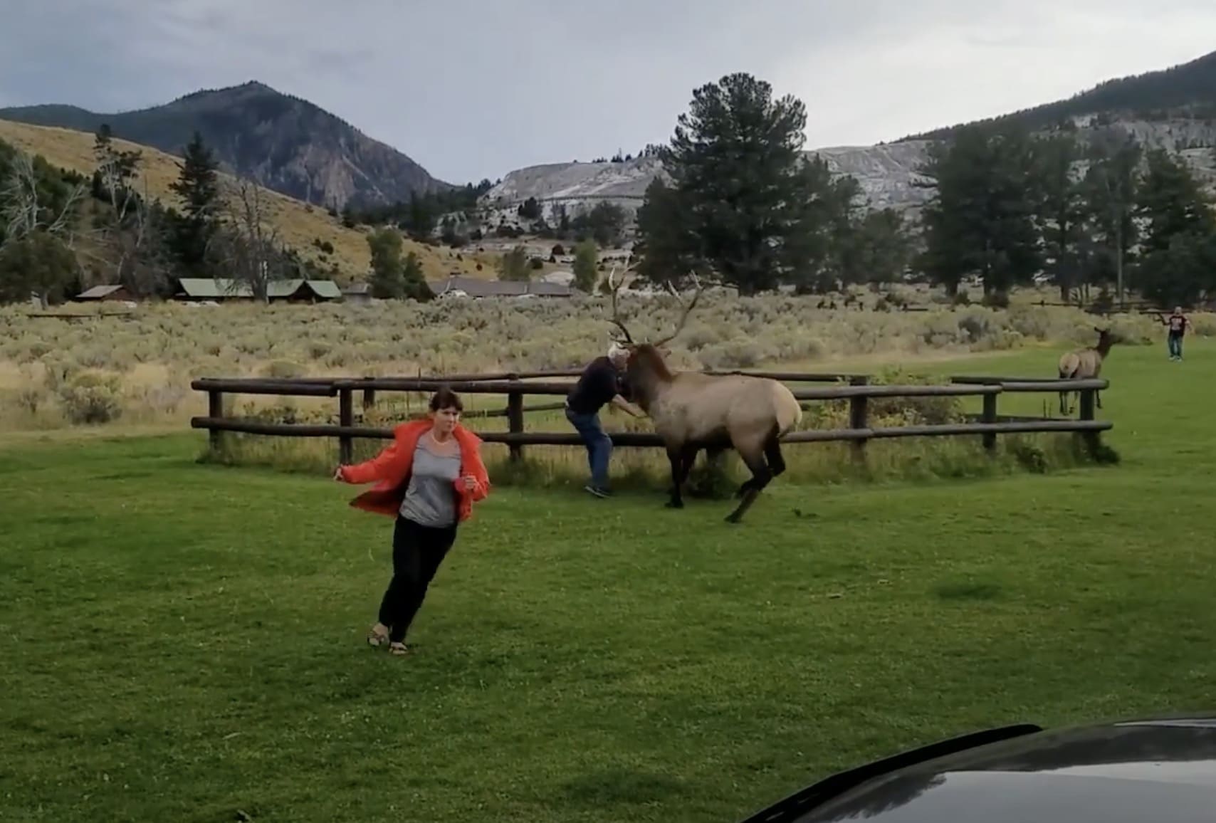 Tourist Fends Off Elk Attack @ Yellowstone National Park - Unofficial ...