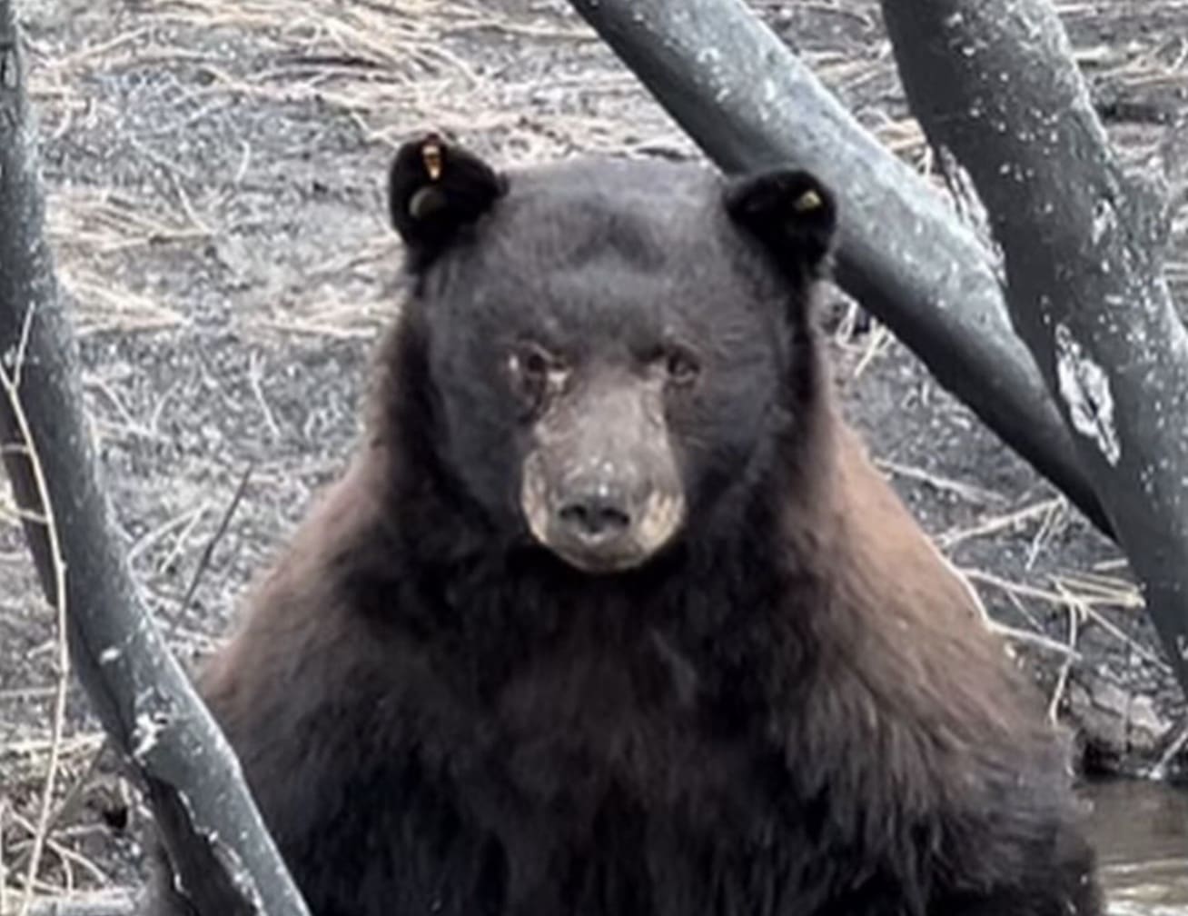 Rescuers Save Bear Injured From Davis Fire - Unofficial Networks
