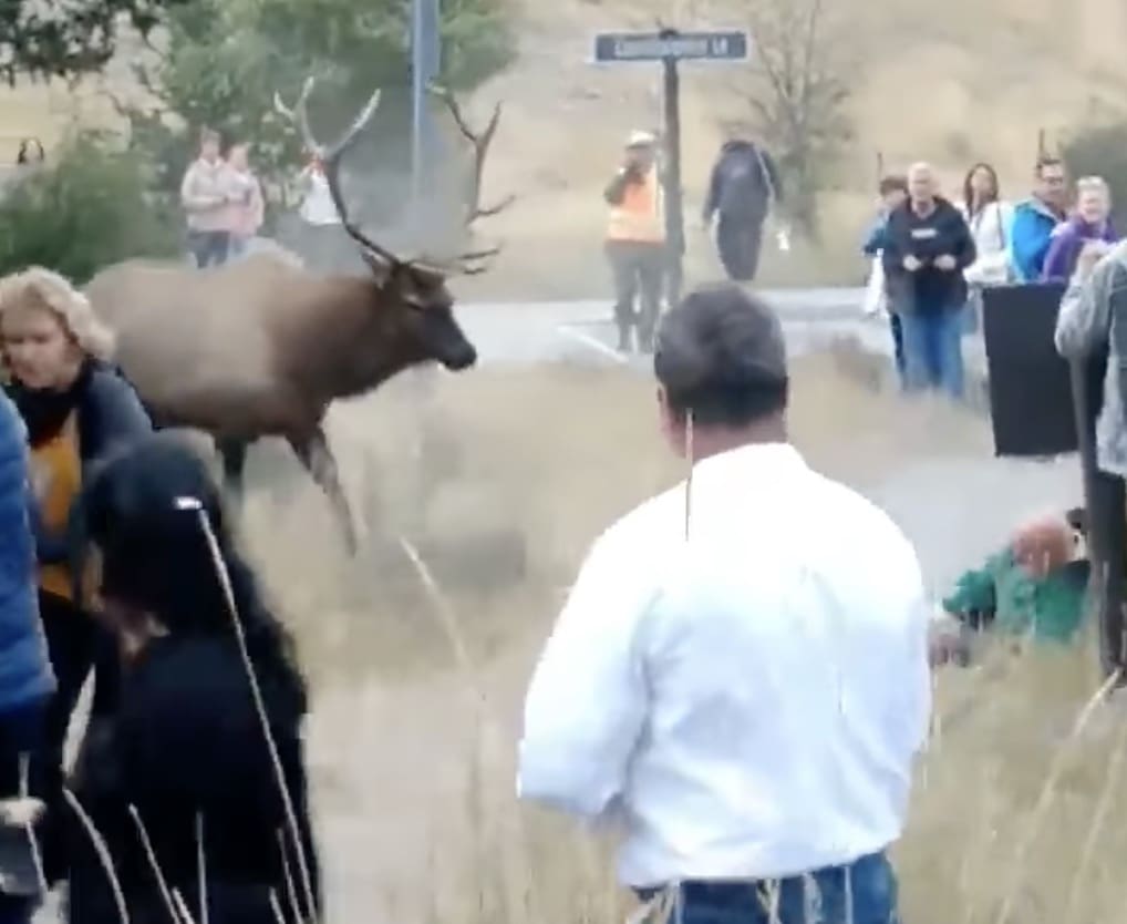 Tourist Knocked Down By Charging Elk @ Yellowstone National Park ...