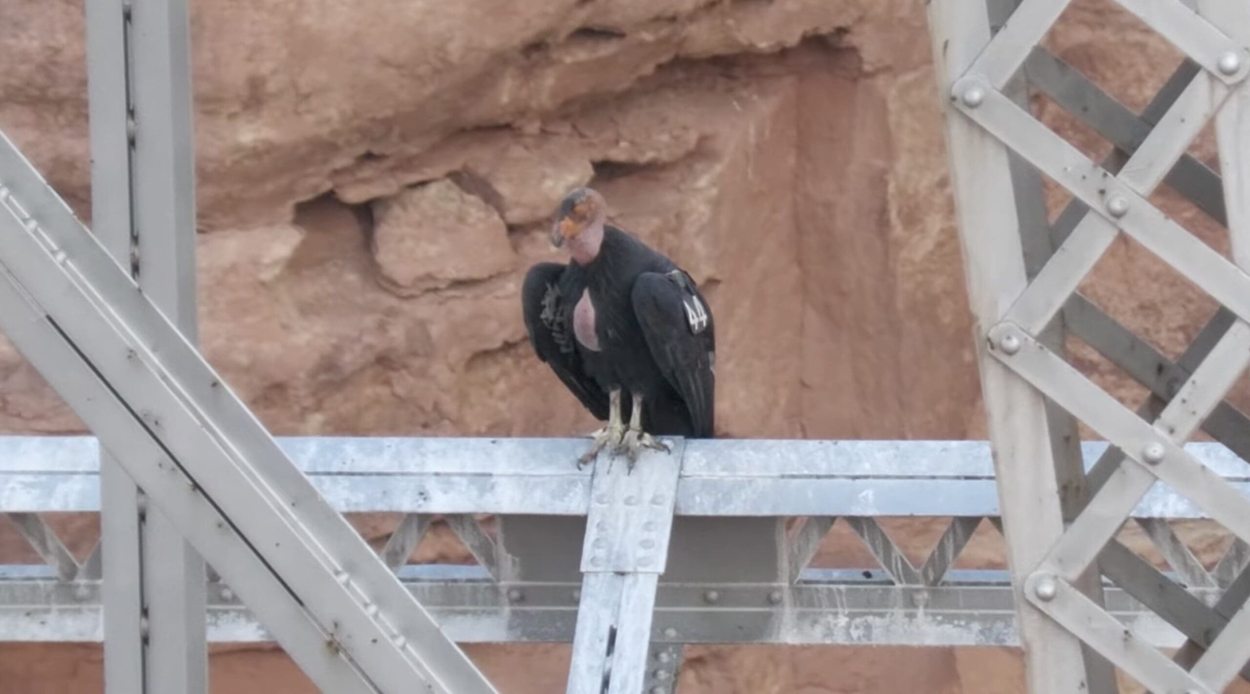 The Release Of Four Rare California Condors Will Be Livestreamed On ...