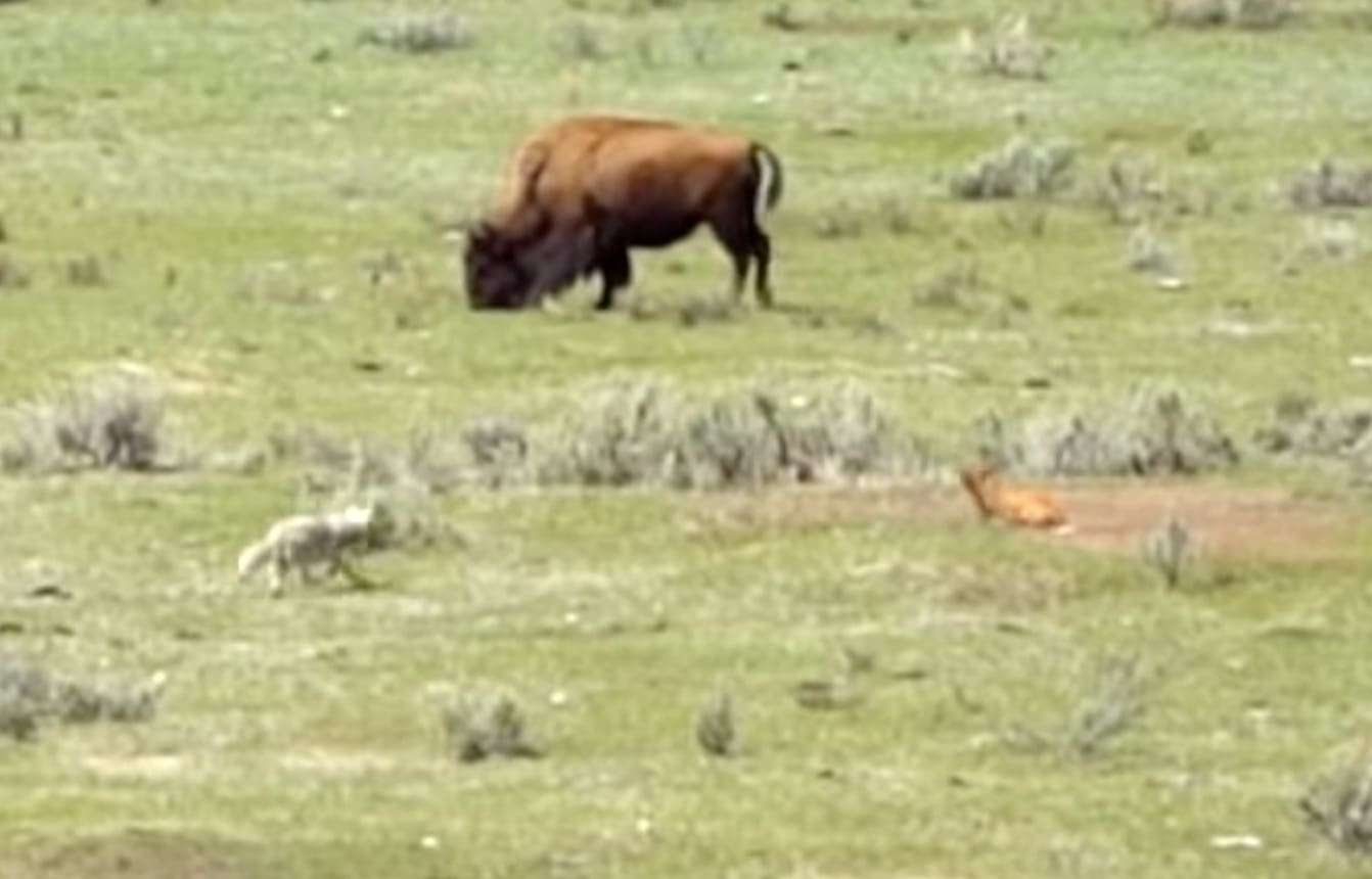 Coyote Chased Away After Making An Attempt At A Bison Calf ...