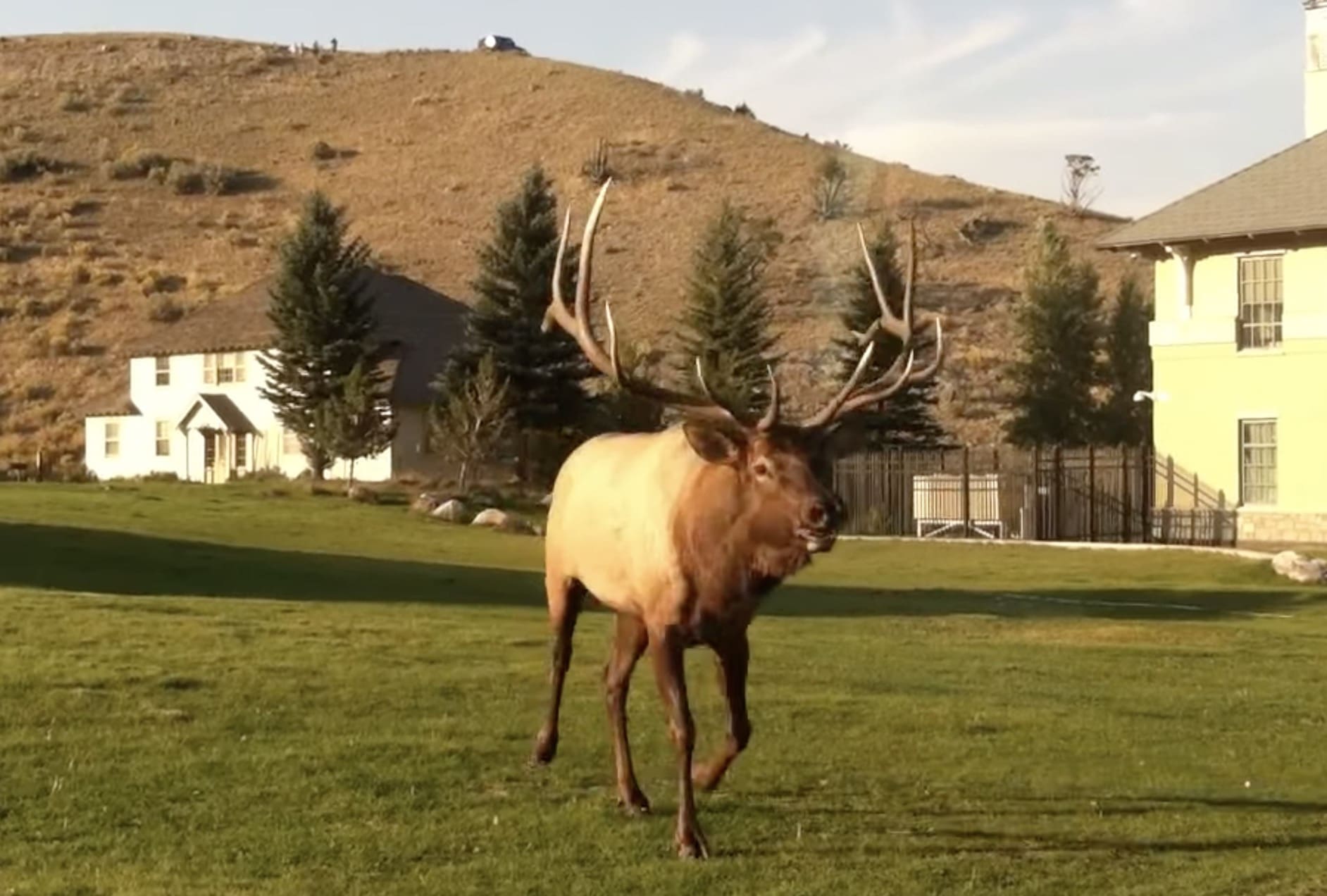 Park Ranger Threatens To Slap Tourists With Fine As They Get Too Close ...