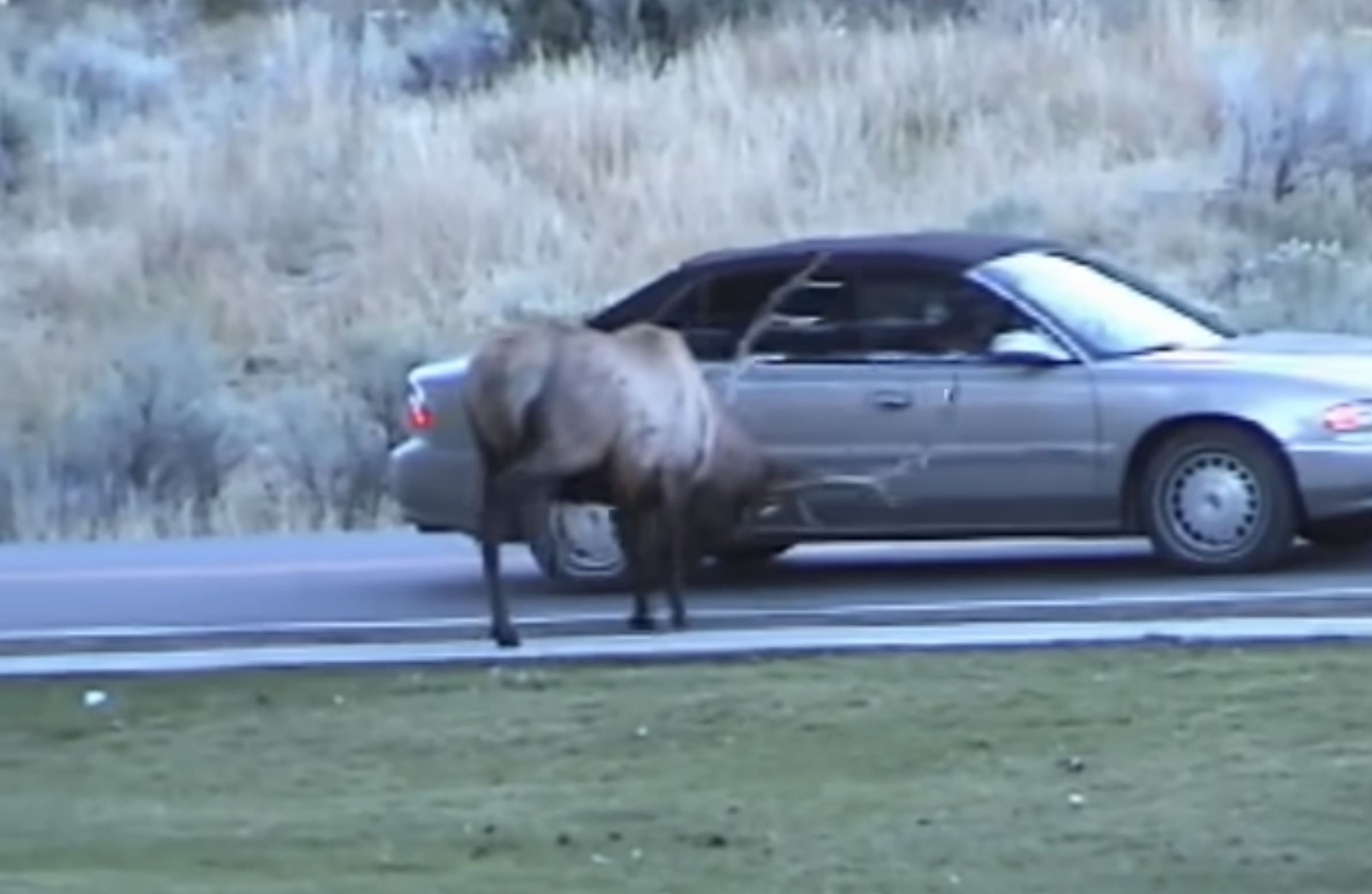 Bull Elk Rams Multiple Tourist Vehicles @ Yellowstone National Park ...