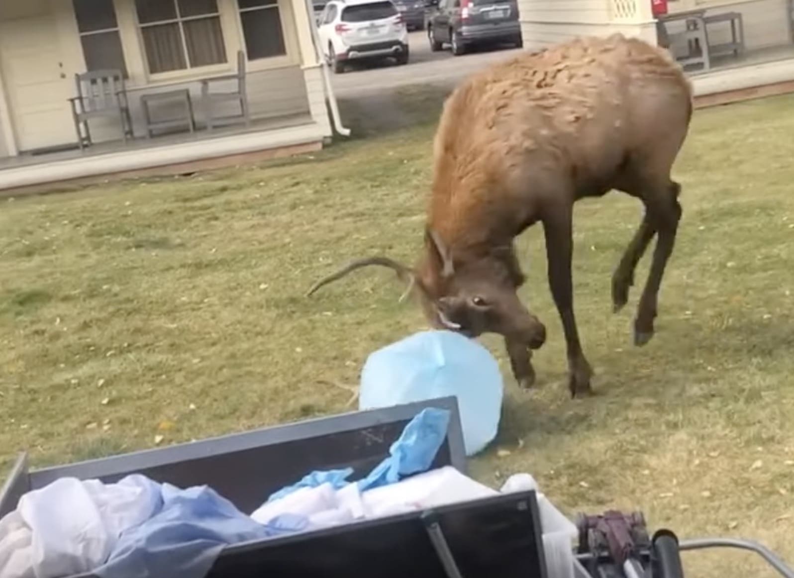 Bizarre Elk Battles A Trash Bag Near Yellowstone National Park Cabins ...