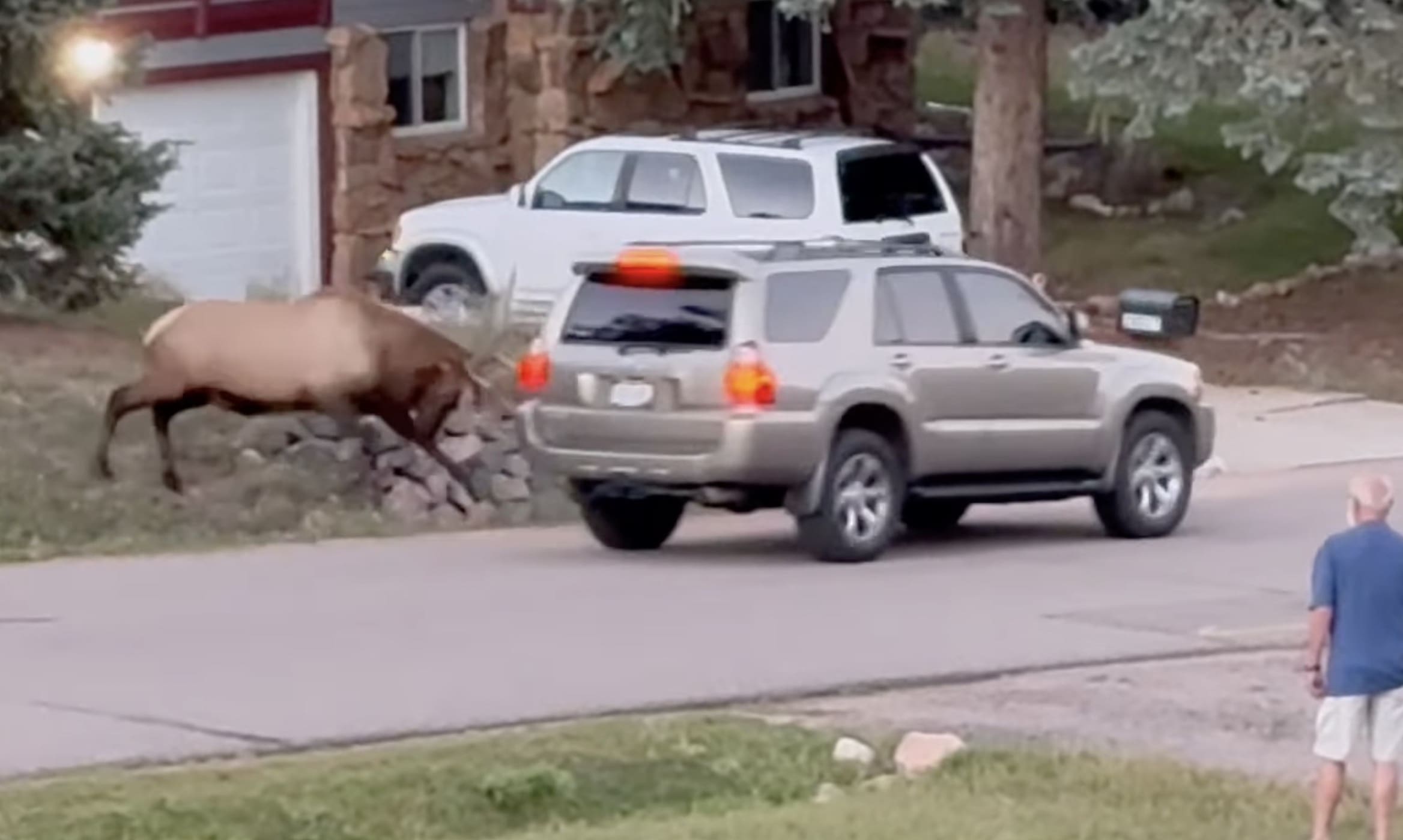 Huge Bull Elk Charges Into Passing SUV In Evergreen, Colorado ...