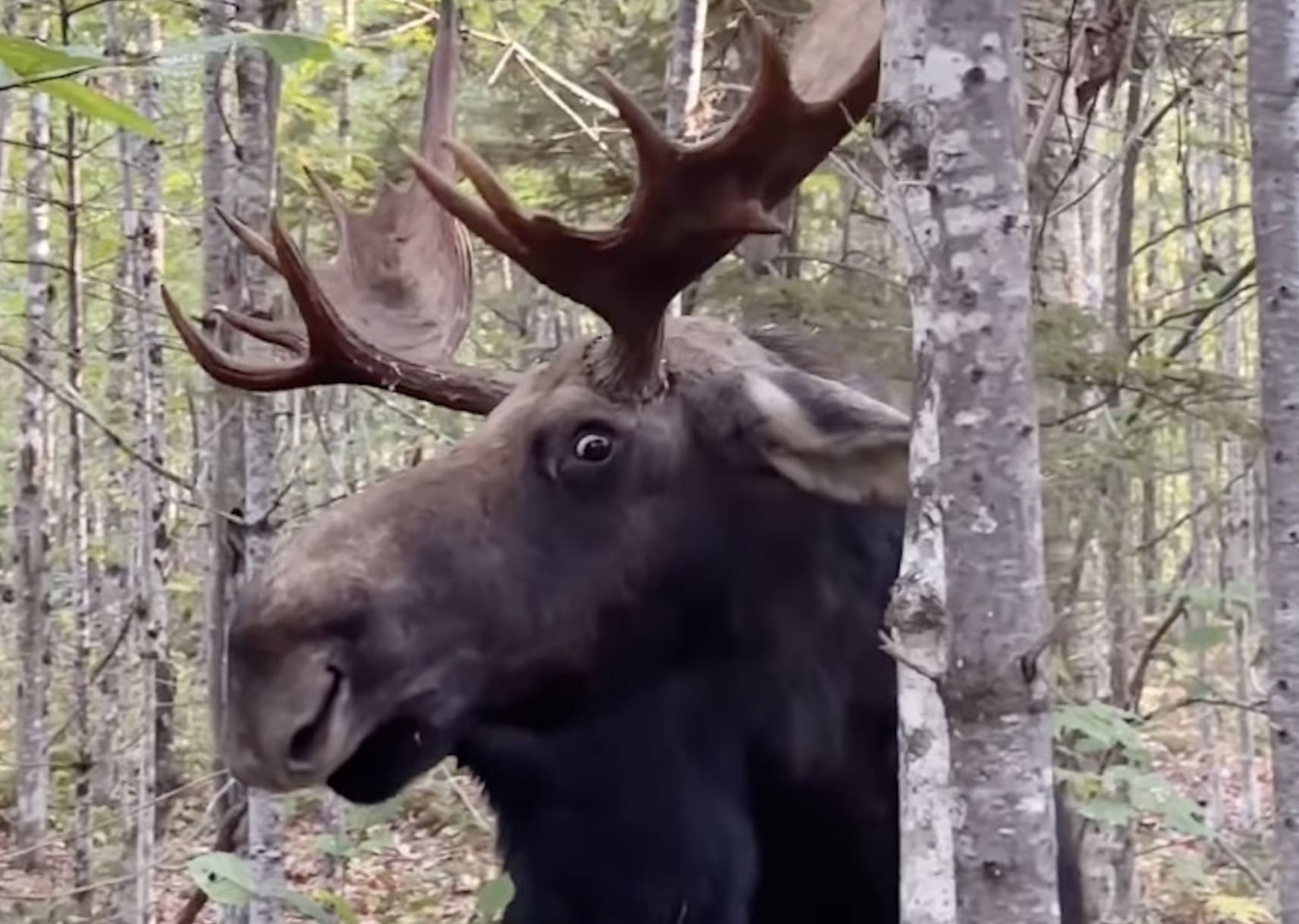 Bull Moose Runs Over Man Walking In The Woods - Unofficial Networks