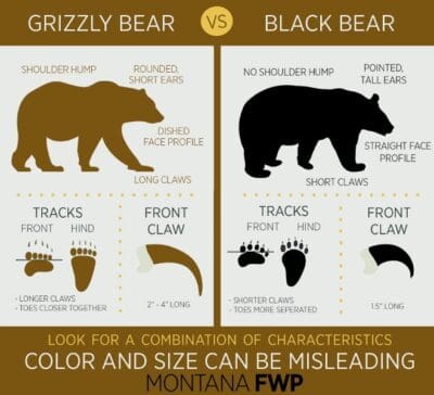 How To Easily Distinguish Between Grizzly Bear & Black Bear Tracks ...