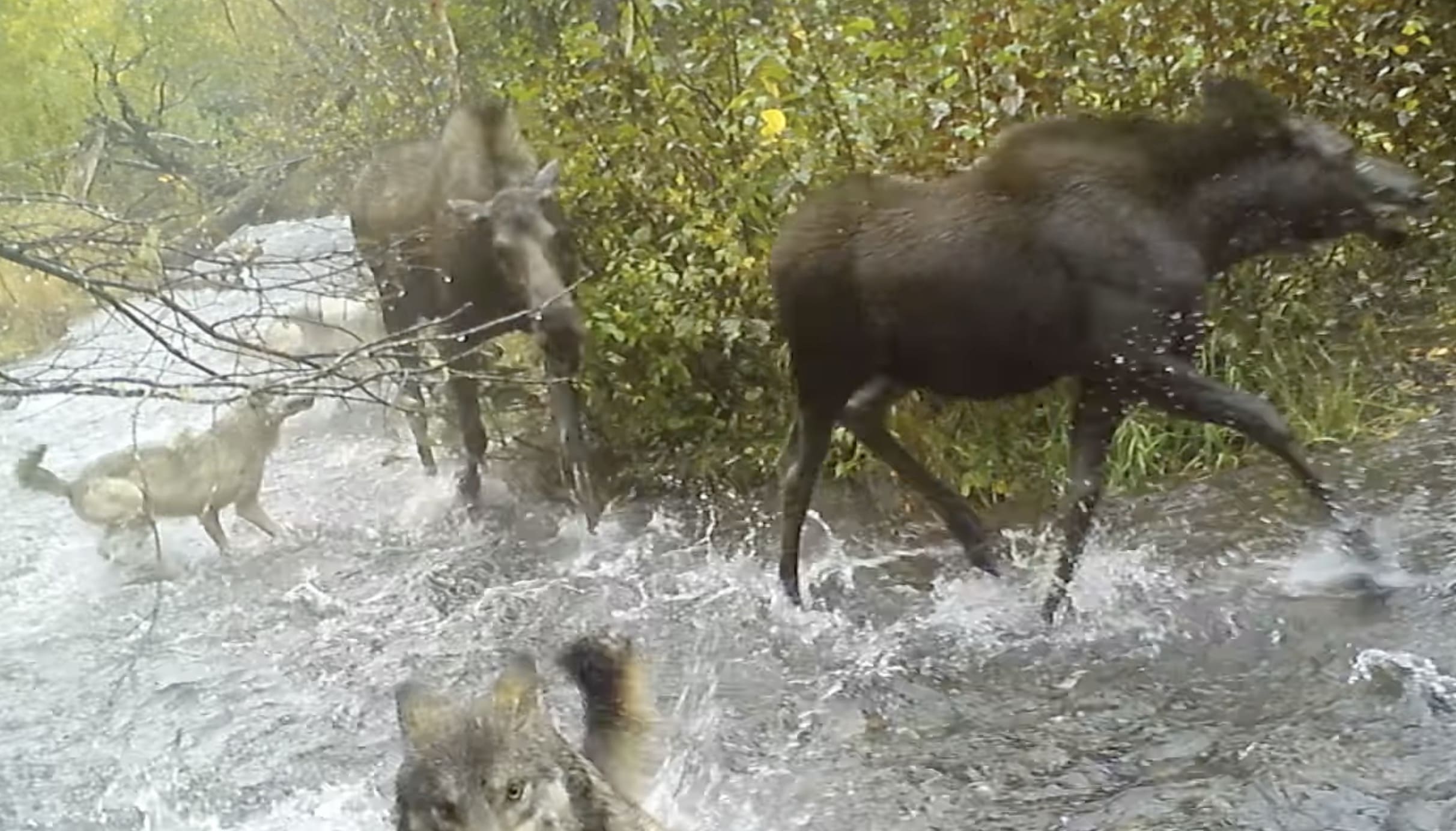 How Orcas Act As A Natural Predator To Moose - Unofficial Networks