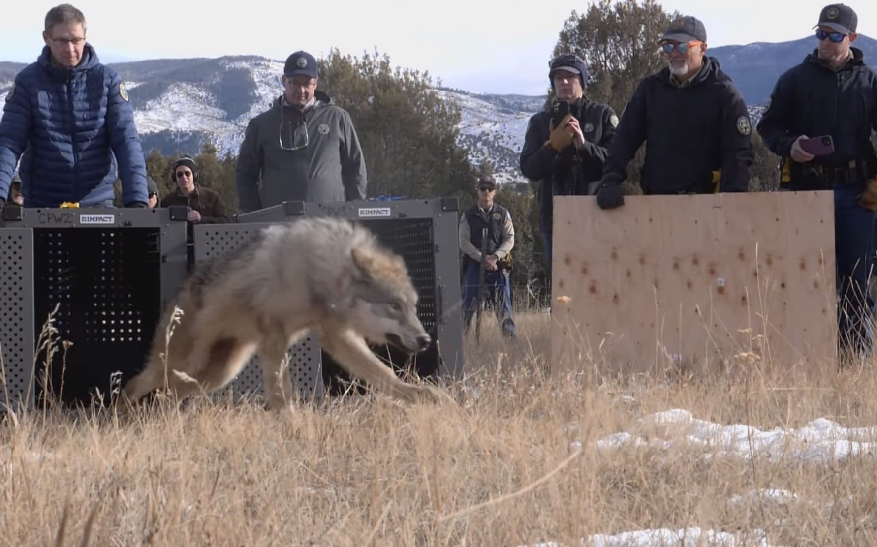 Up To 15 British Columbian Gray Wolves Will Be Reintroduced Into ...