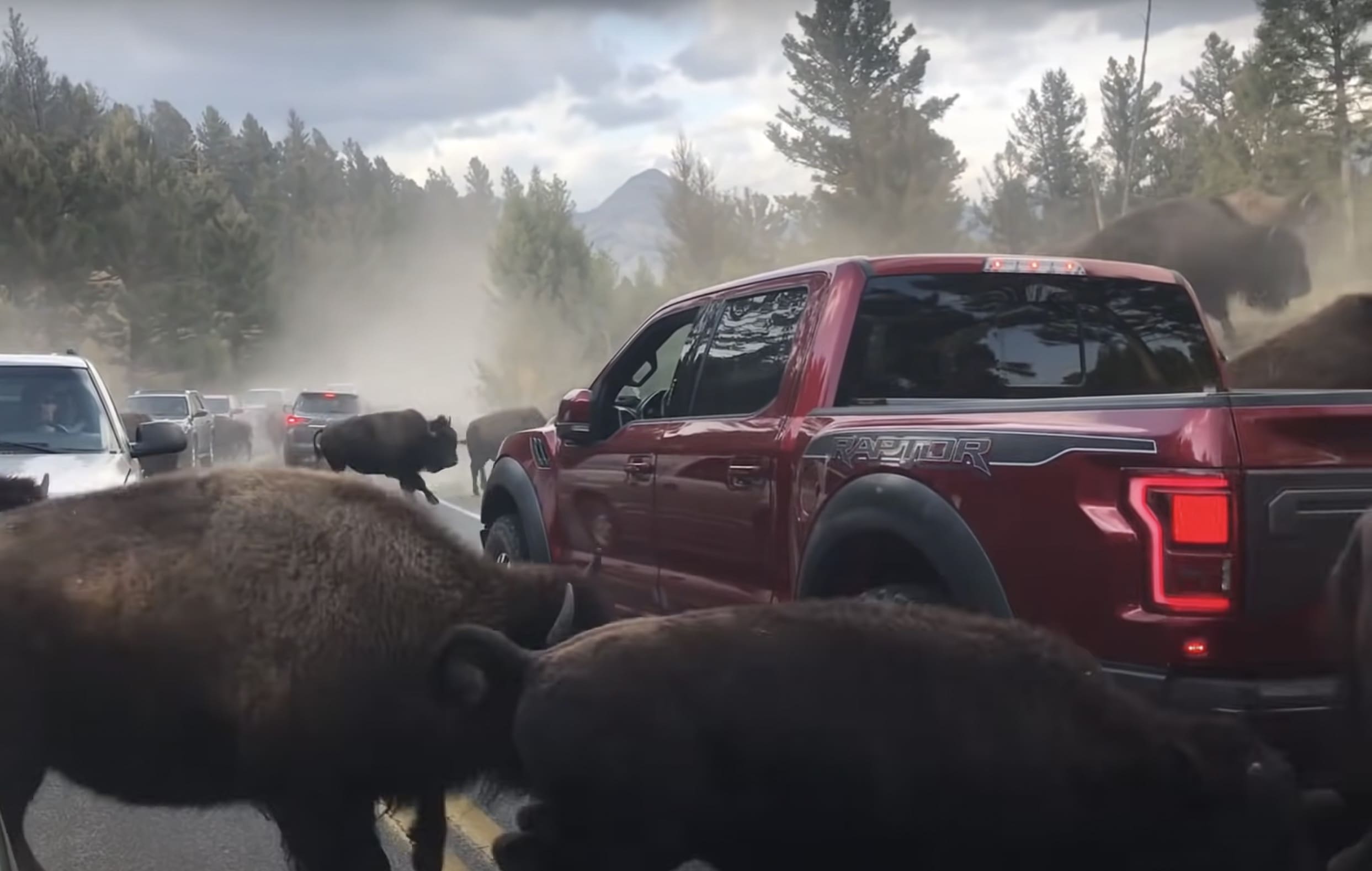Tourists Caught In Bison Stampede @ Yellowstone National Park ...