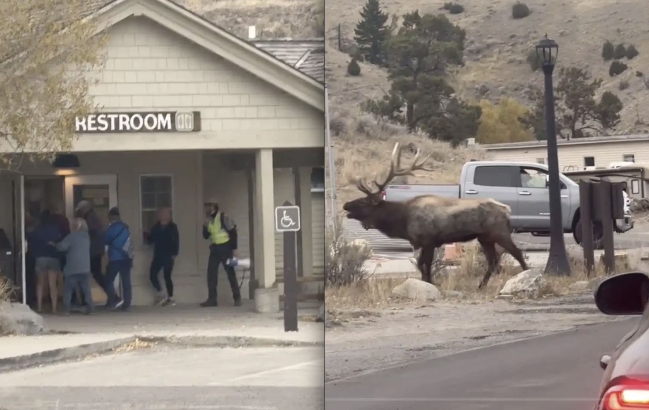 Tourists Seek Refuge In Bathroom During Elk Rut @ Yellowstone National ...