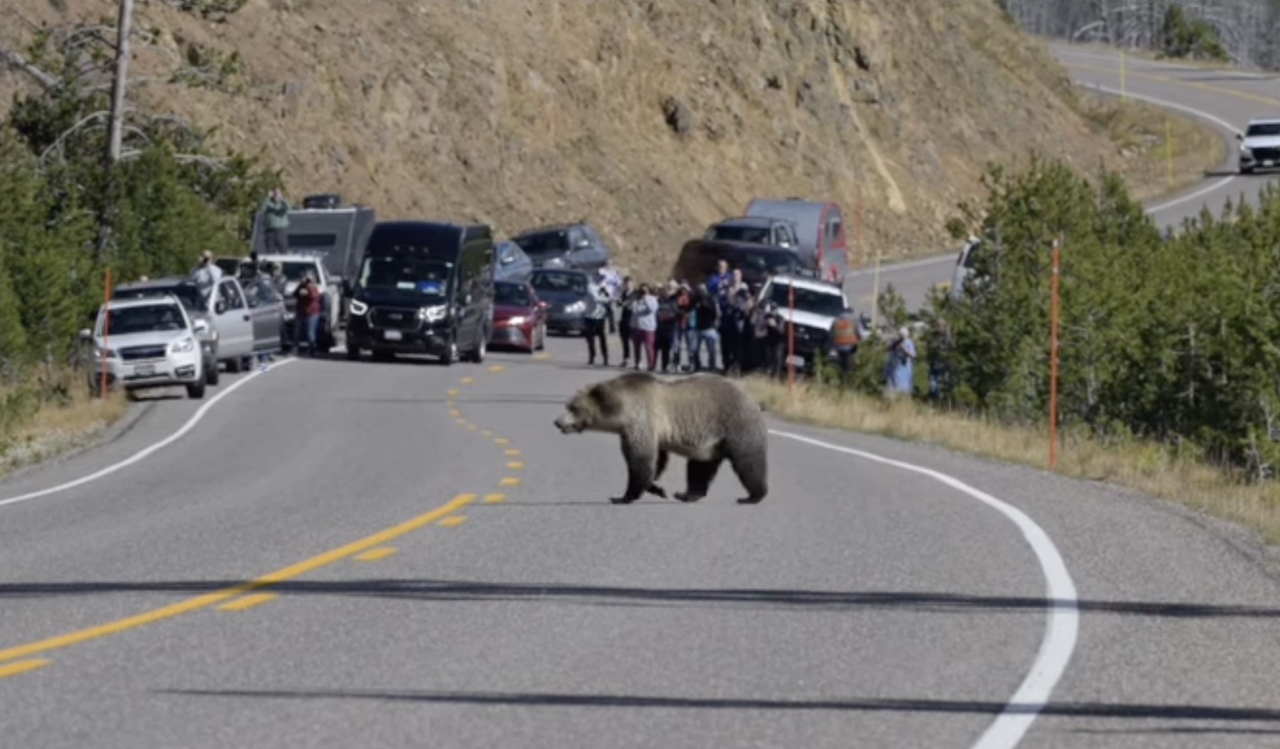 Grizzly Bear Family Causes Traffic Jam @ Yellowstone National Park ...