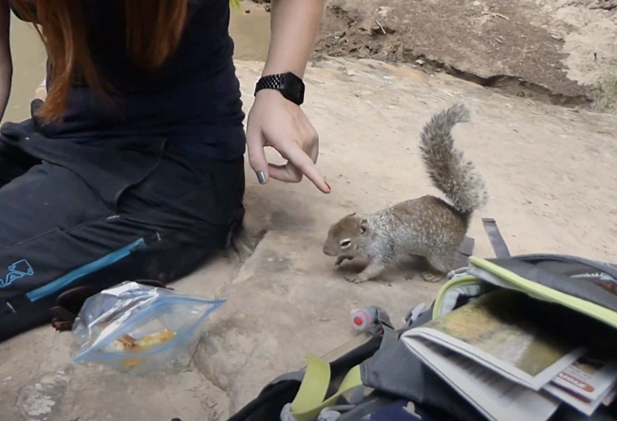 Squirrels Are The Most Aggressive Animals in Zion National Park ...