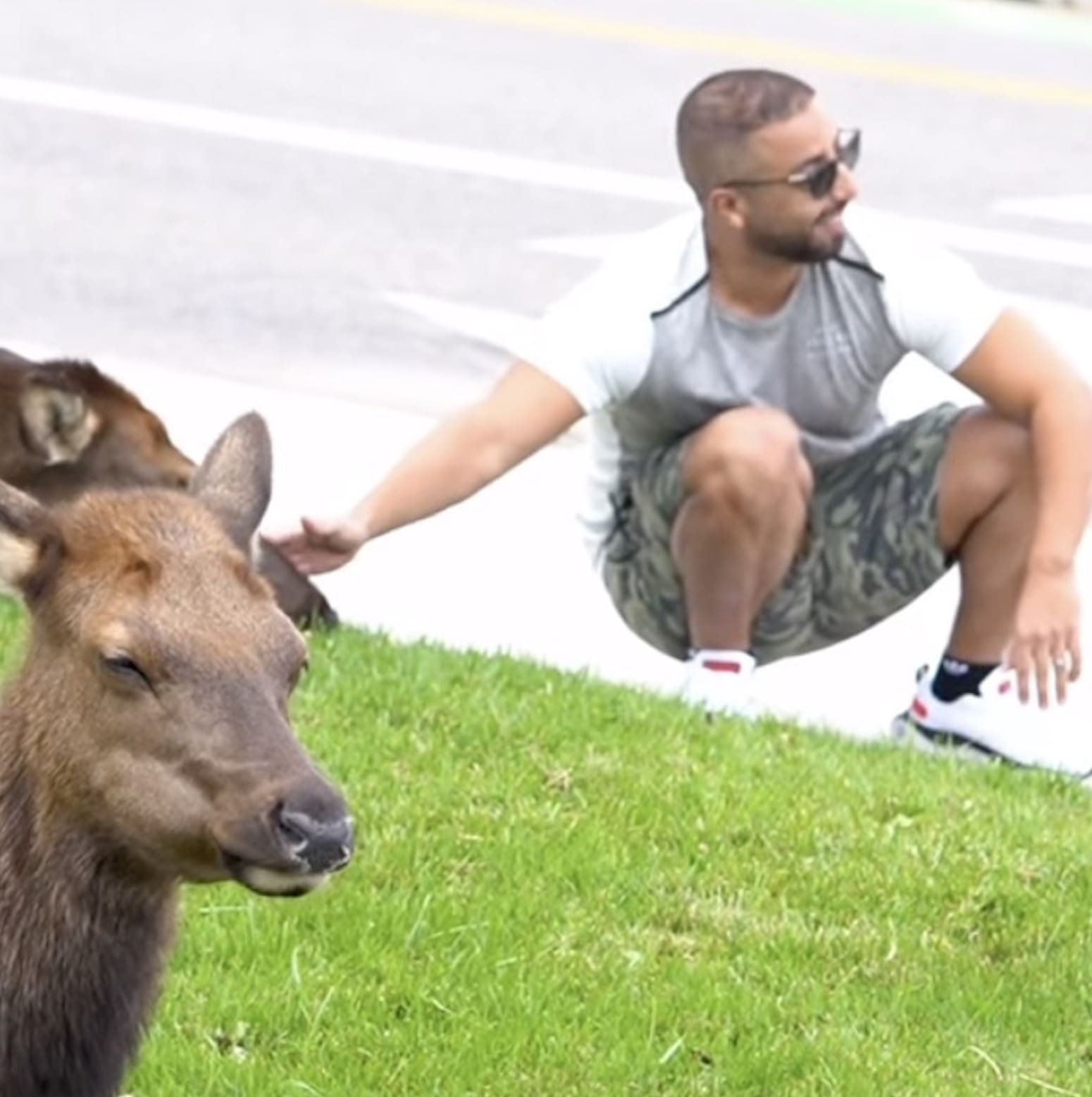 Multiple Tourists Pet Wild Elk @ Estes Park, Colorado - Unofficial Networks