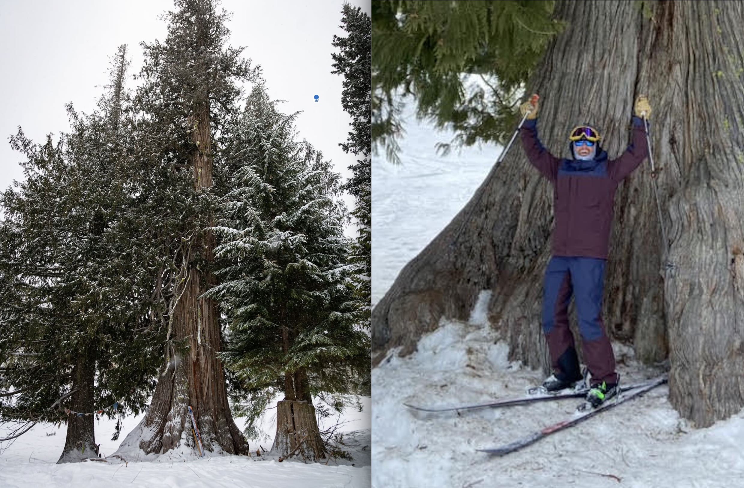 You Can Ski Right Up To An 800-Year-Old Tree At This Idaho Ski Resort ...