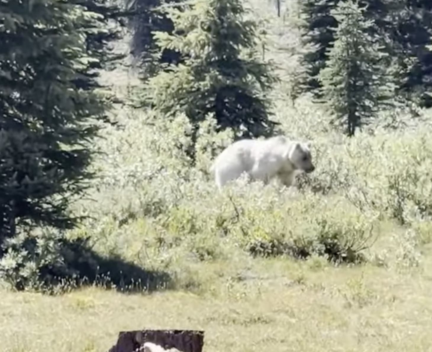Rare White Grizzly Bear Spotted @ Yoho National Park - Unofficial Networks