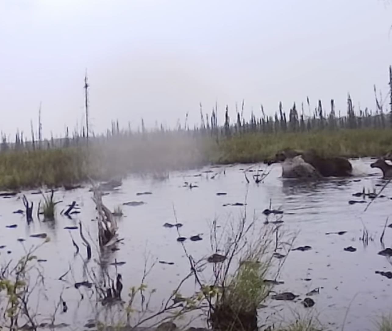 Mother Moose Turns The Table On Attacking Grizzly Bear - Unofficial ...