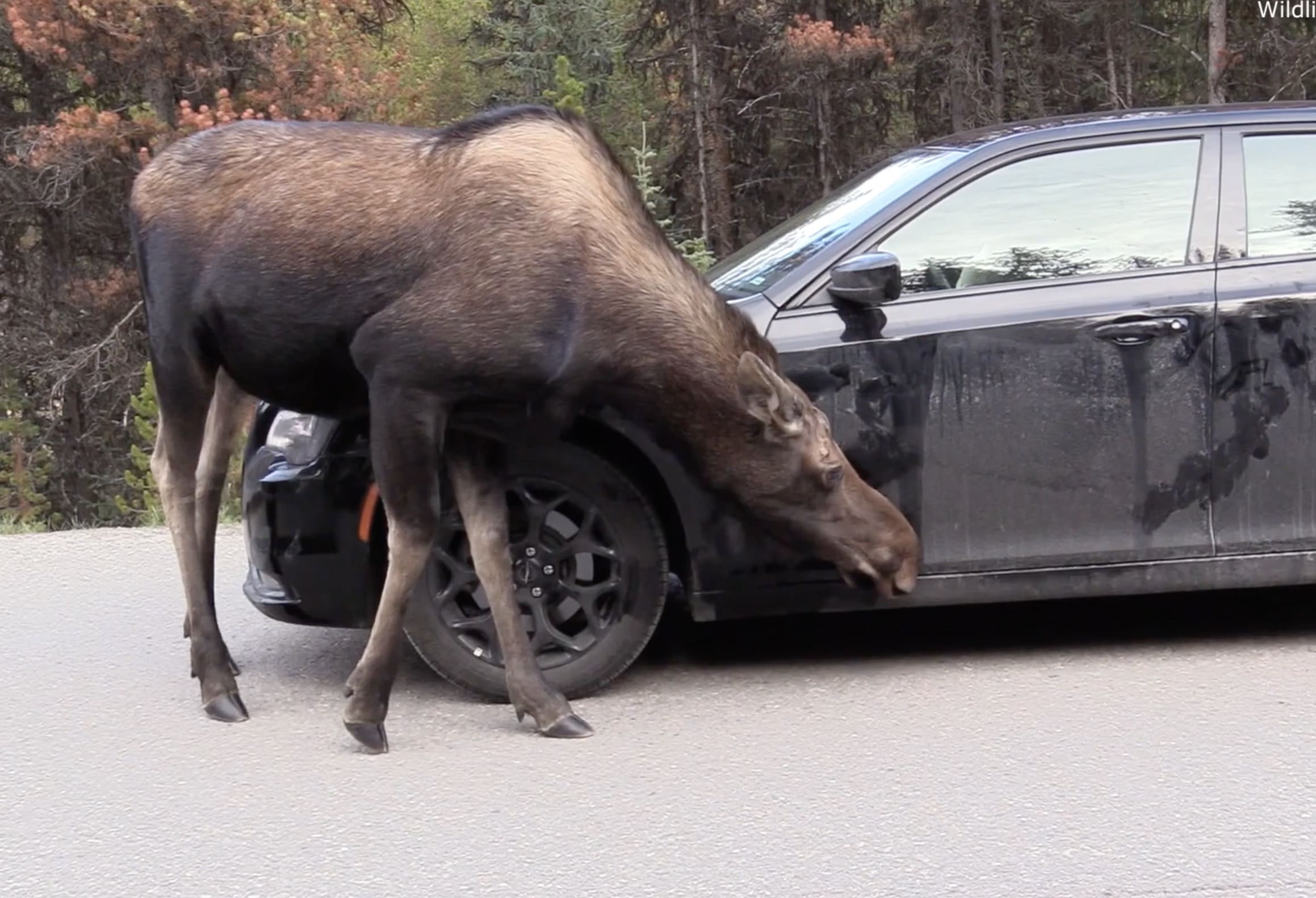 Moose Gives Car A Tongue-Powered Car Wash In Canada - Unofficial Networks