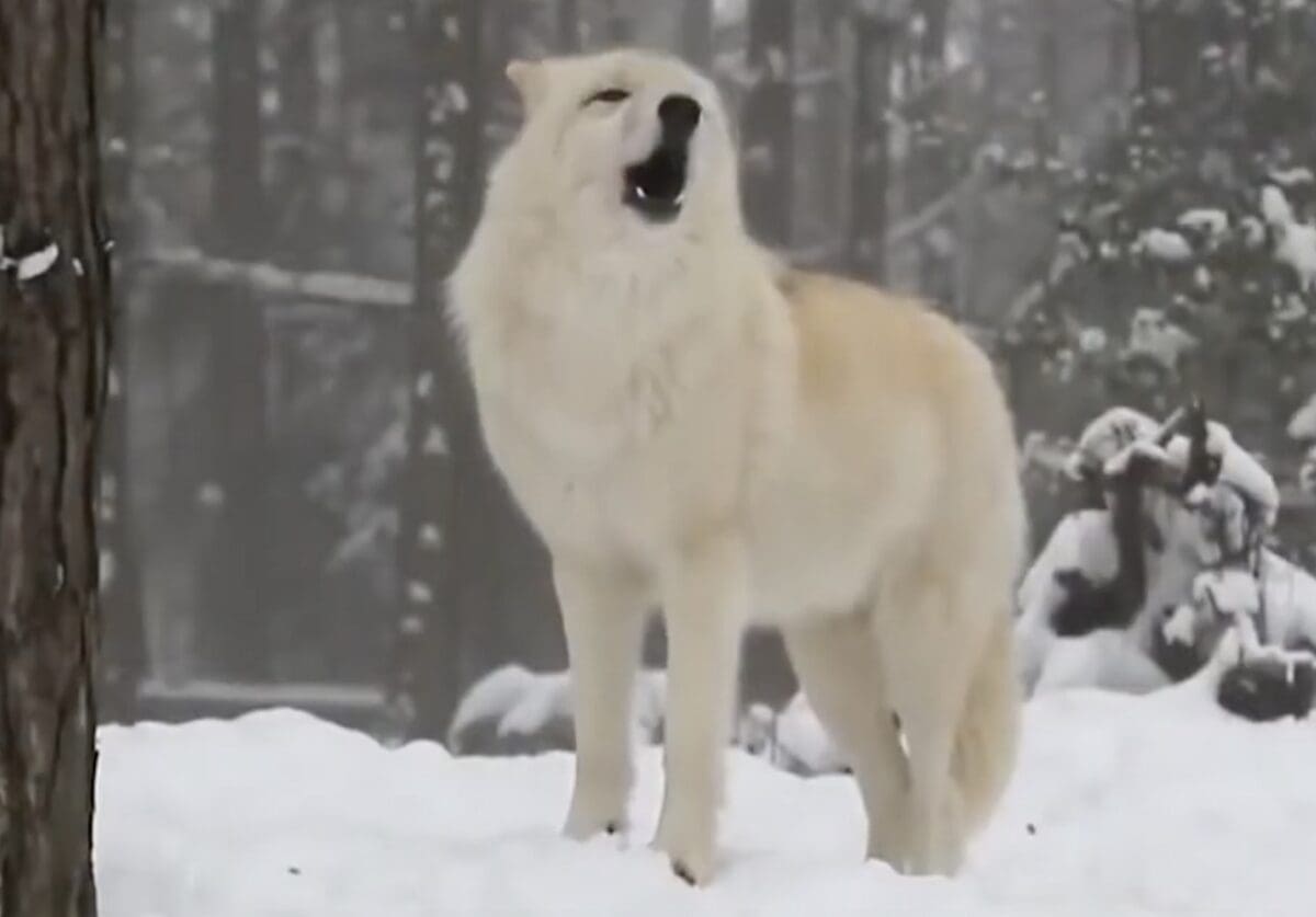 Colorado Non-Profit Offers $50K Reward To Catch Wolf Poachers ...
