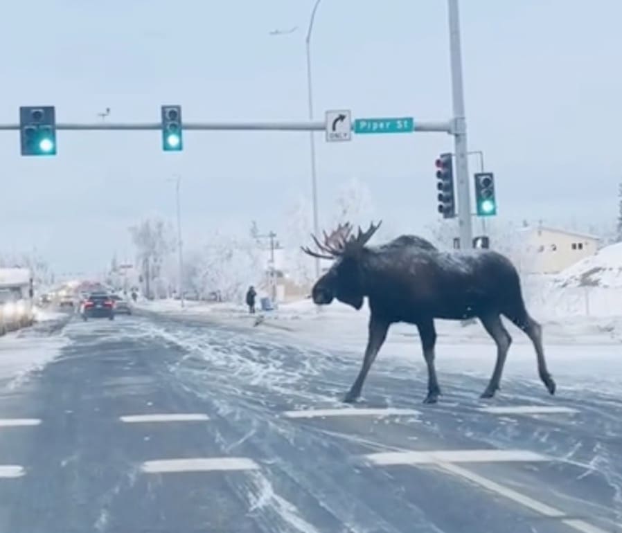 Alaskan Moose Casually Uses Crosswalk On Busy Anchorage Street ...