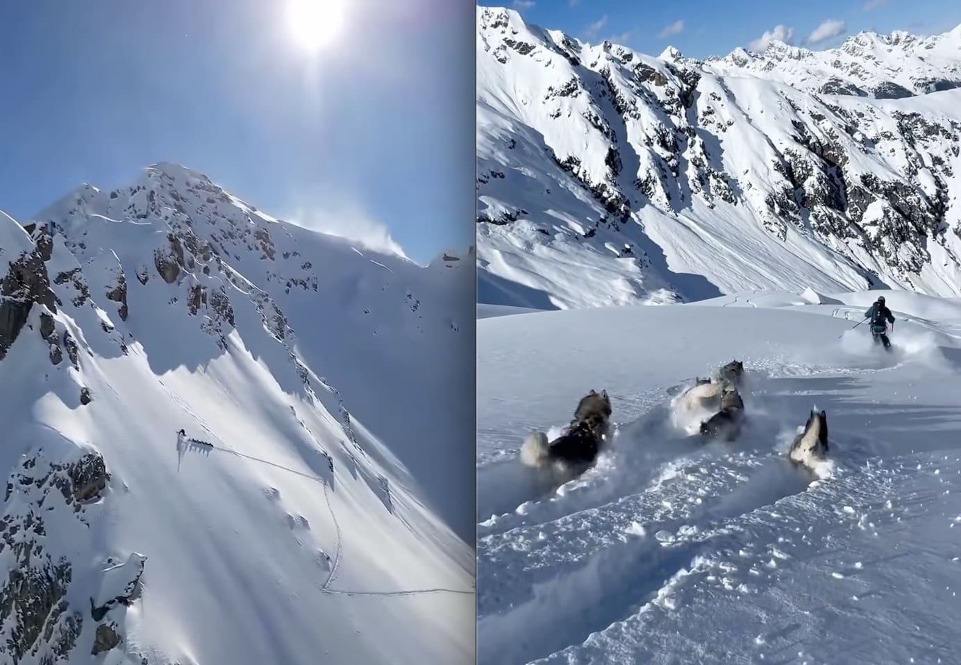 Siberian Huskies Go Backcountry Skiing In Austria - Unofficial Networks