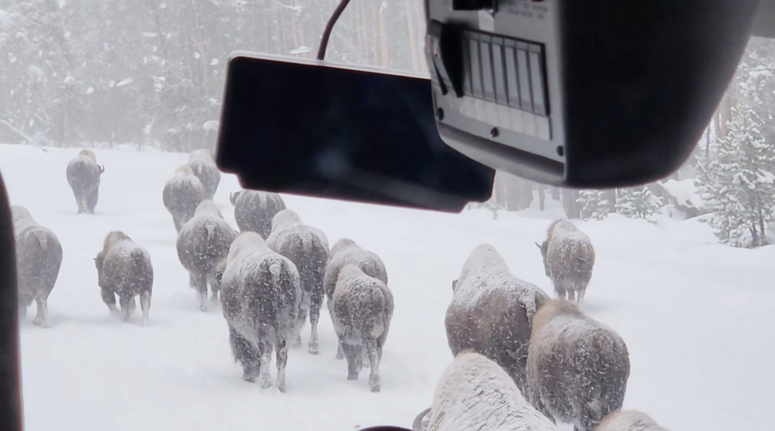 Bison Block Winter Snowcoach Tour @ Yellowstone National Park ...