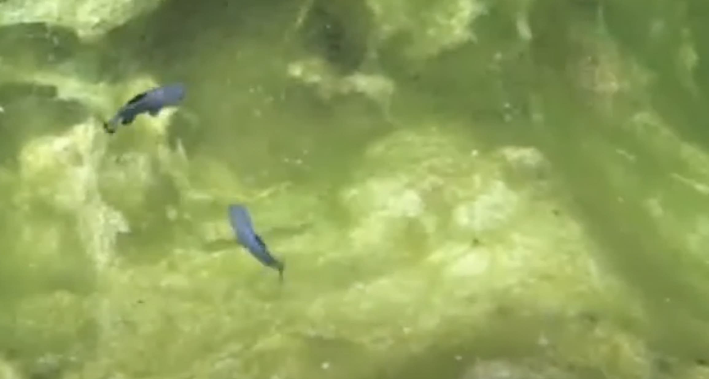 How California's Earthquake Disturbed A Critically Endangered Species ...
