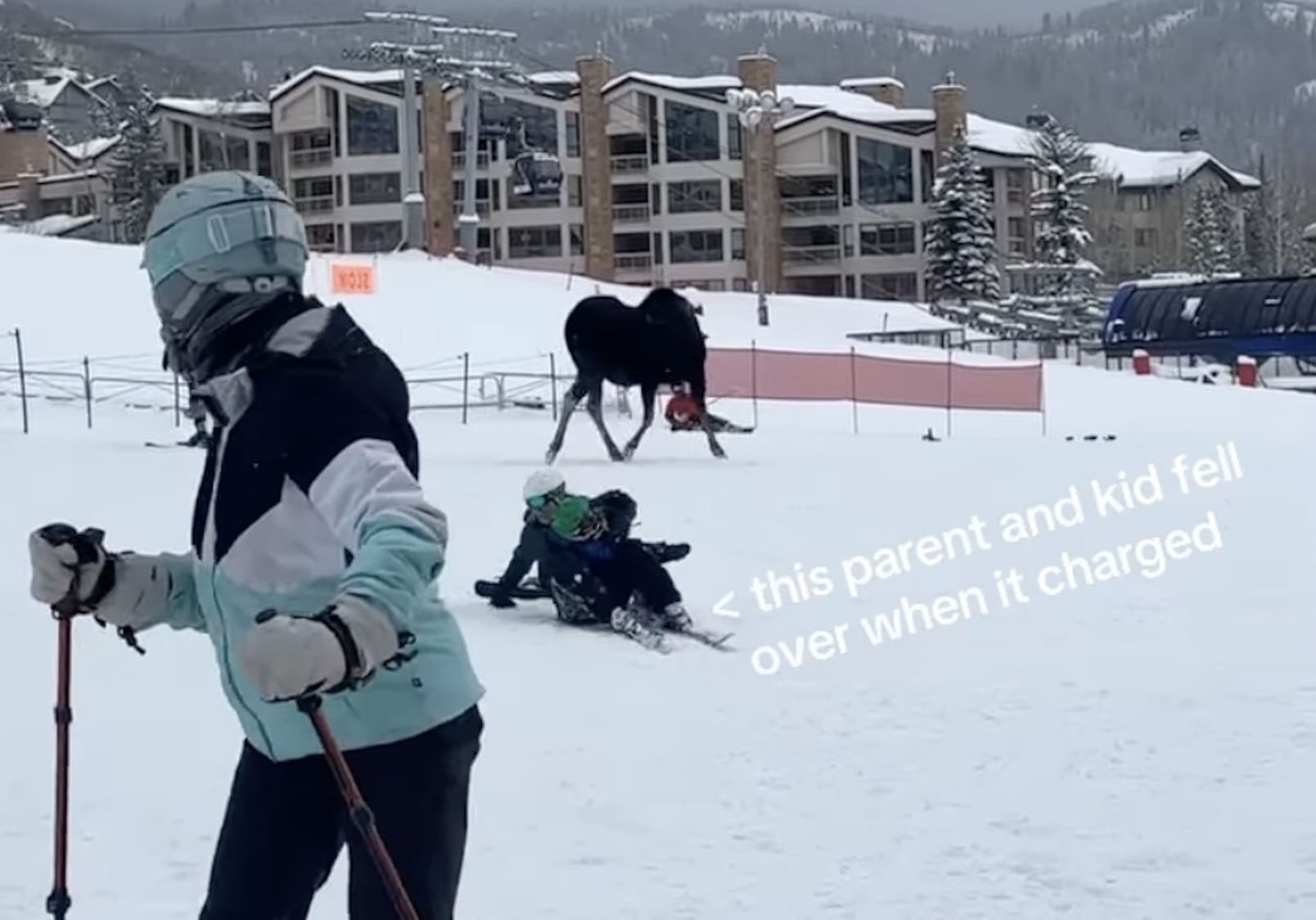 Steamboat Urges Guests Give Moose Space After Weekend Encounter ...