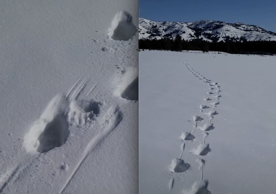 If You See Fresh Tracks Like This In Yellowstone National Park There Is A Grizzly In The Area ...