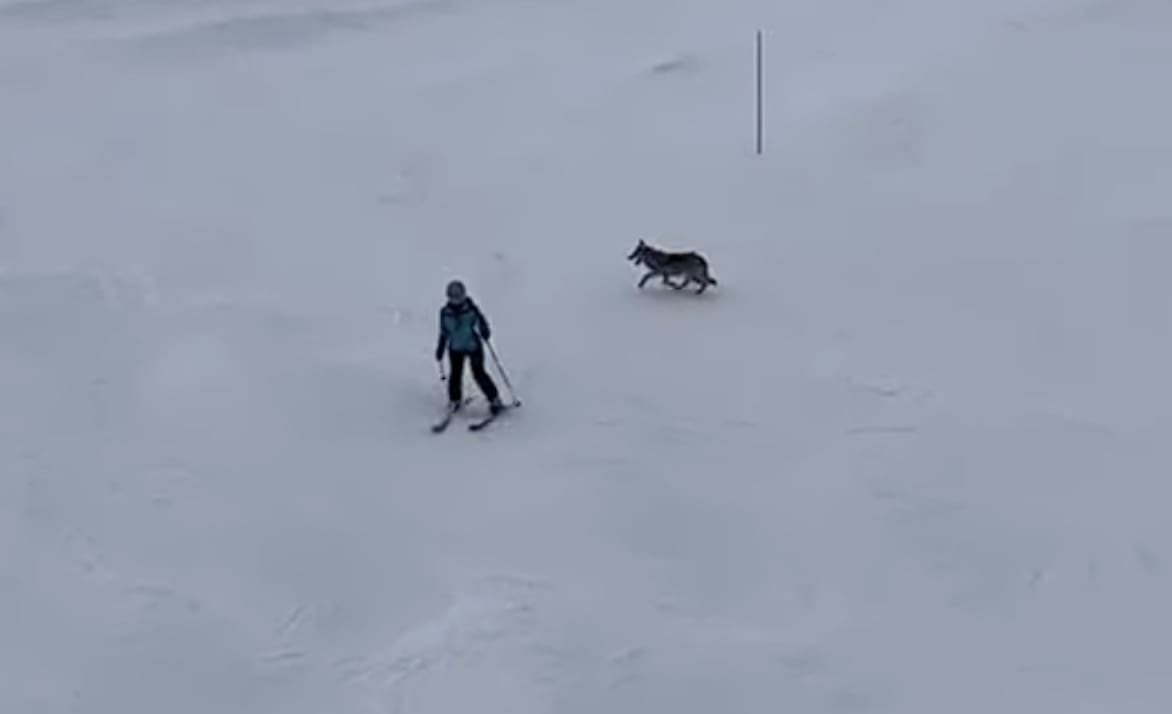 Skier Comes Within Feet of Wolf @ French Ski Resort - Unofficial Networks