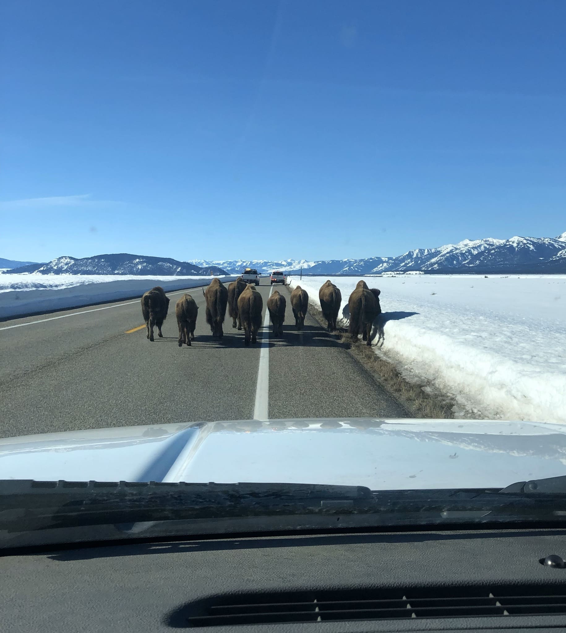Bison Migration PSA Issued By Grand Teton National Park - Unofficial ...