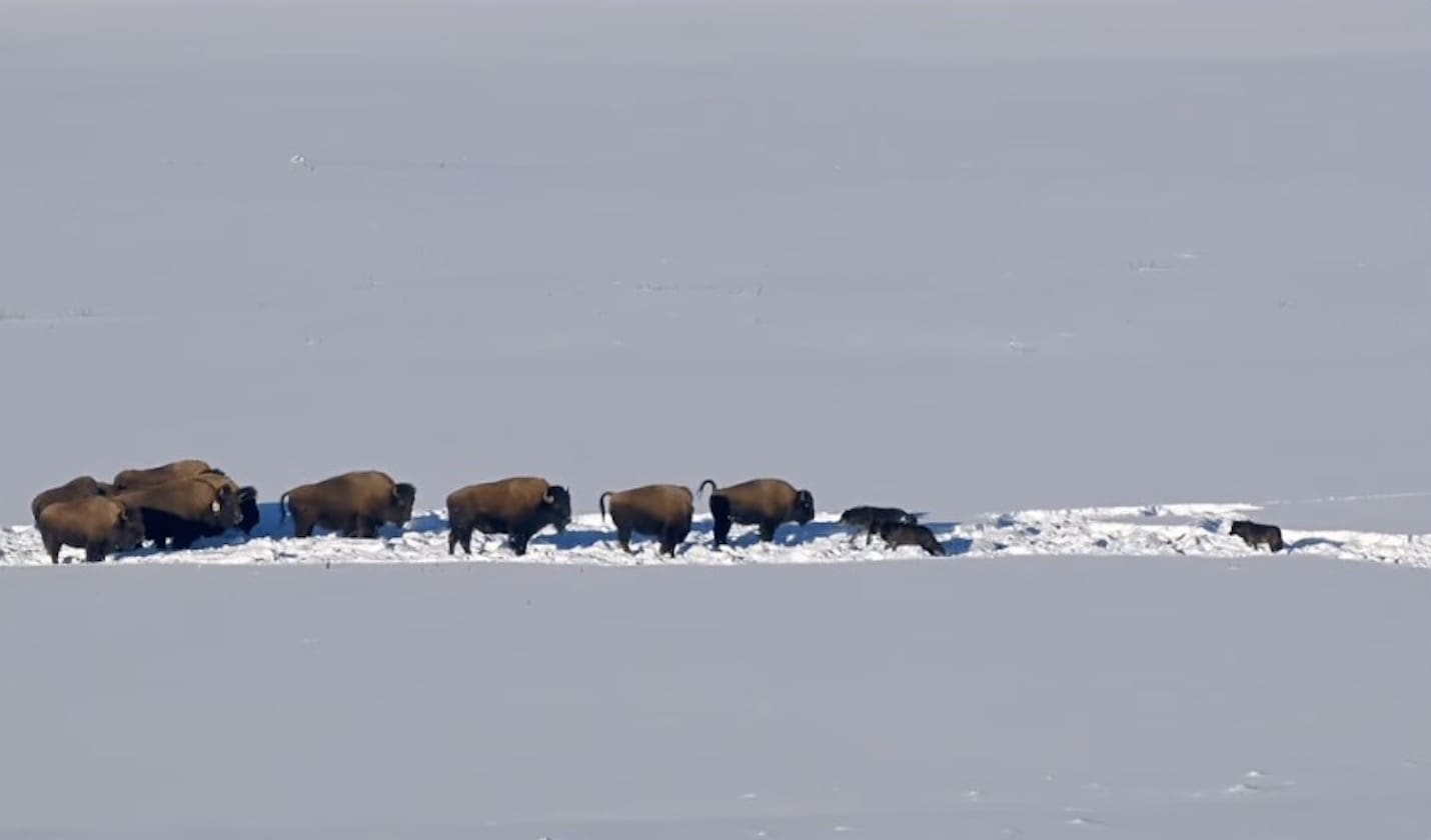 Bison Herd Defends Against 23 Wolves Inside Yellowstone National Park ...