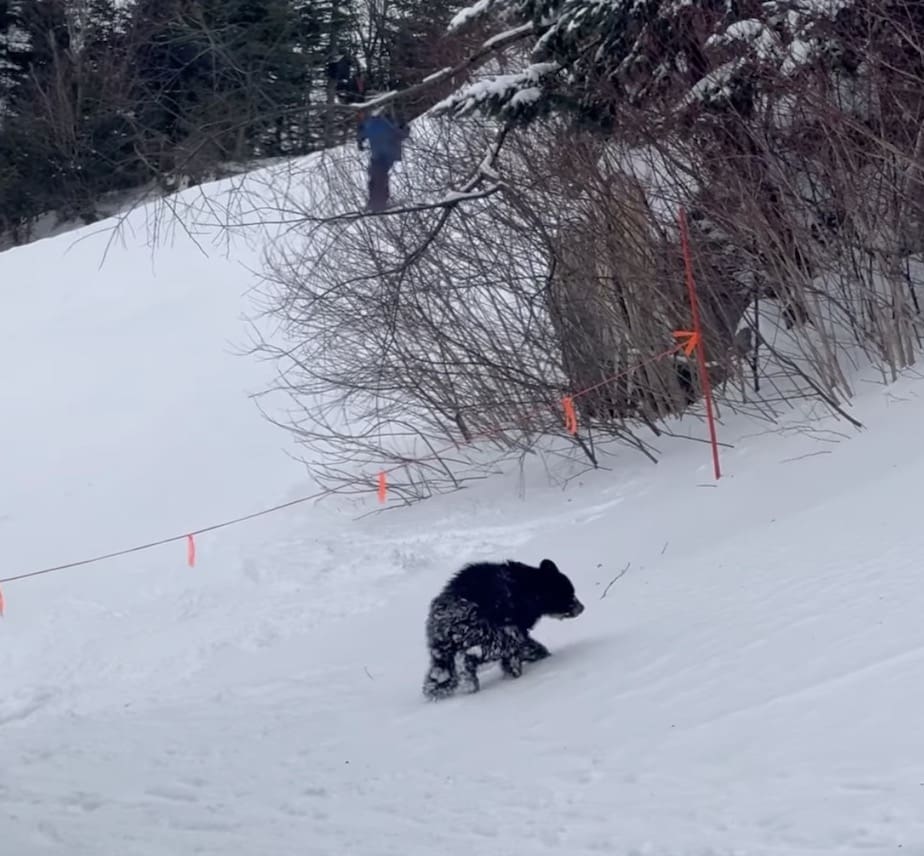 Bear Cub Spotted @ New York Ski Resort - Unofficial Networks