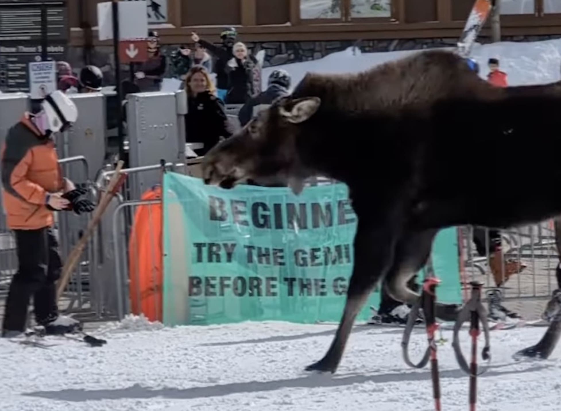 Moose Runs Through Crowds @ Winter Park Ski Resort - Unofficial Networks