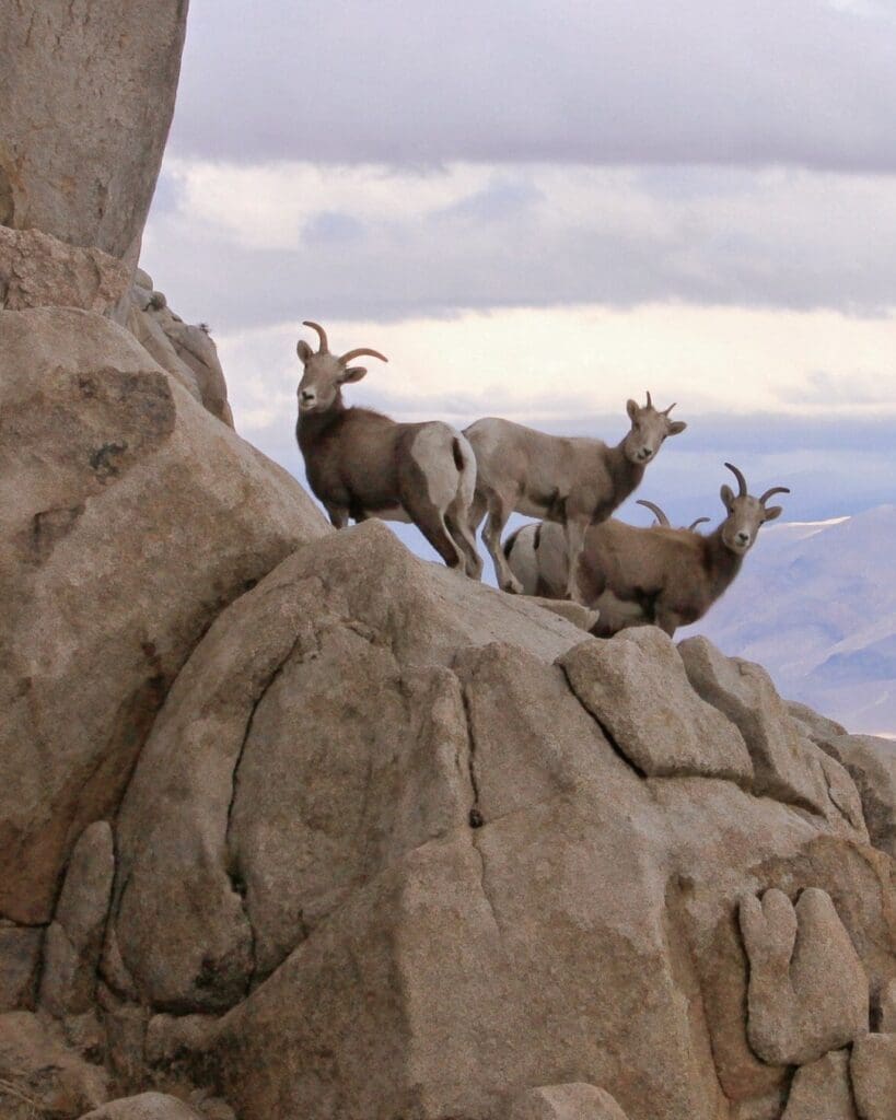 7 Unique Facts About Wildlife @ Yosemite National Park - Unofficial ...