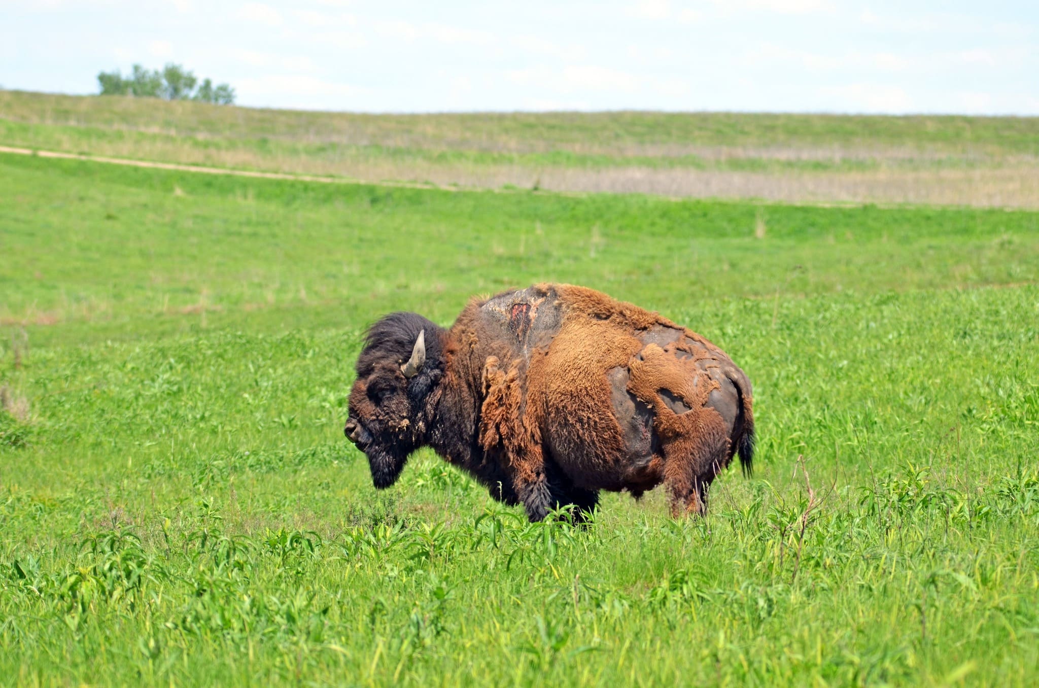 This Bison Got The Nickname "Sparky" After Surviving A Direct Lightning ...