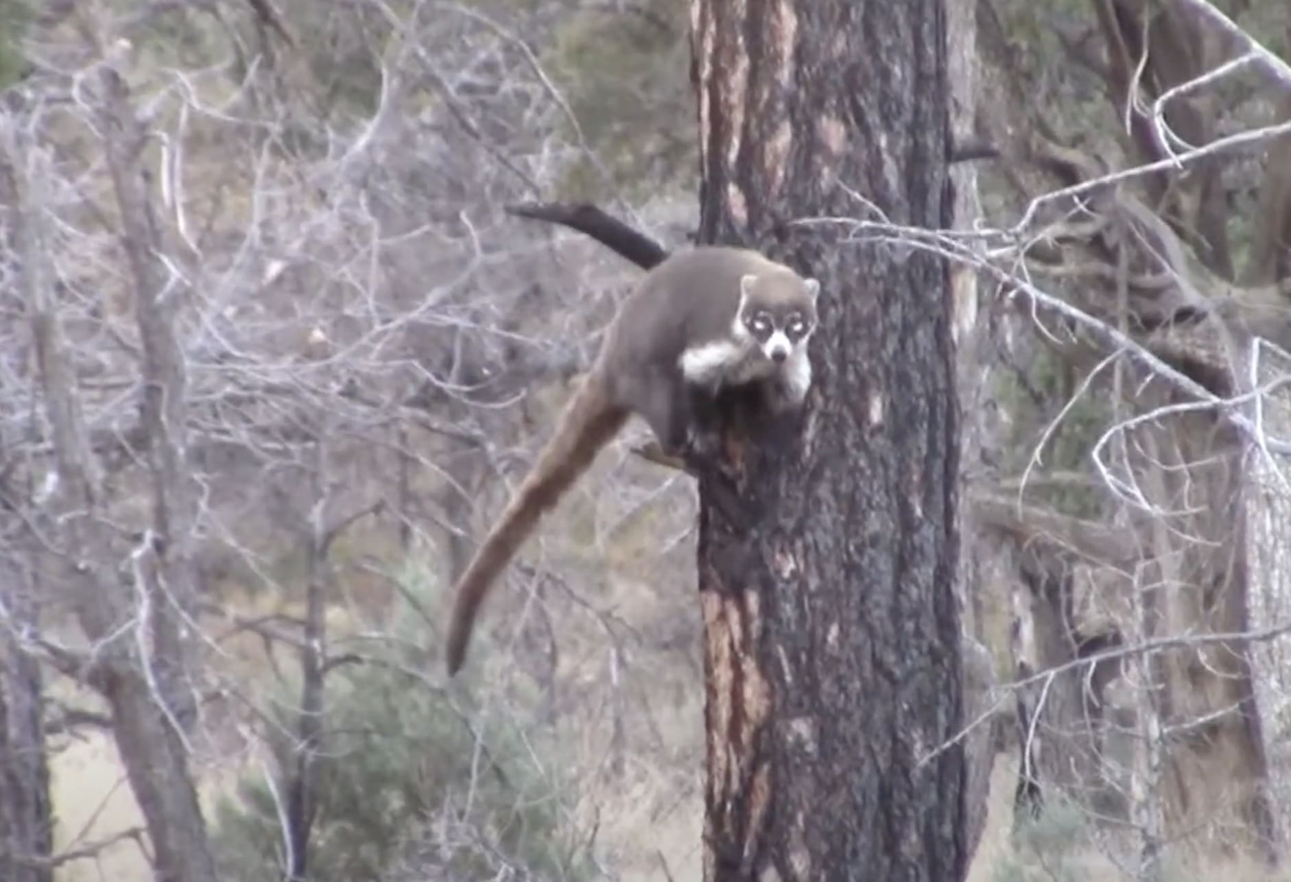 Hiker Receives Rabies Vaccine After Rare Coatimundi Attack In Arizona ...