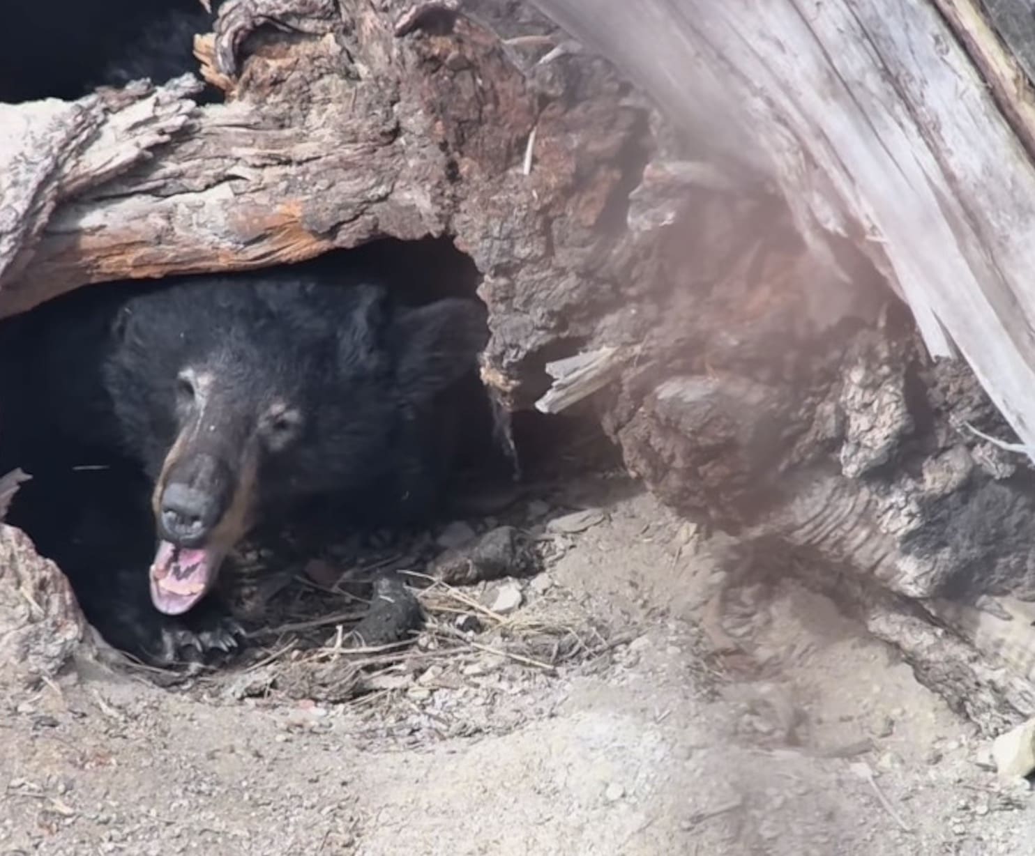 Rare Video Of Black Bear Waking Up From Hibernation @ Yellowstone National Park - Unofficial ...